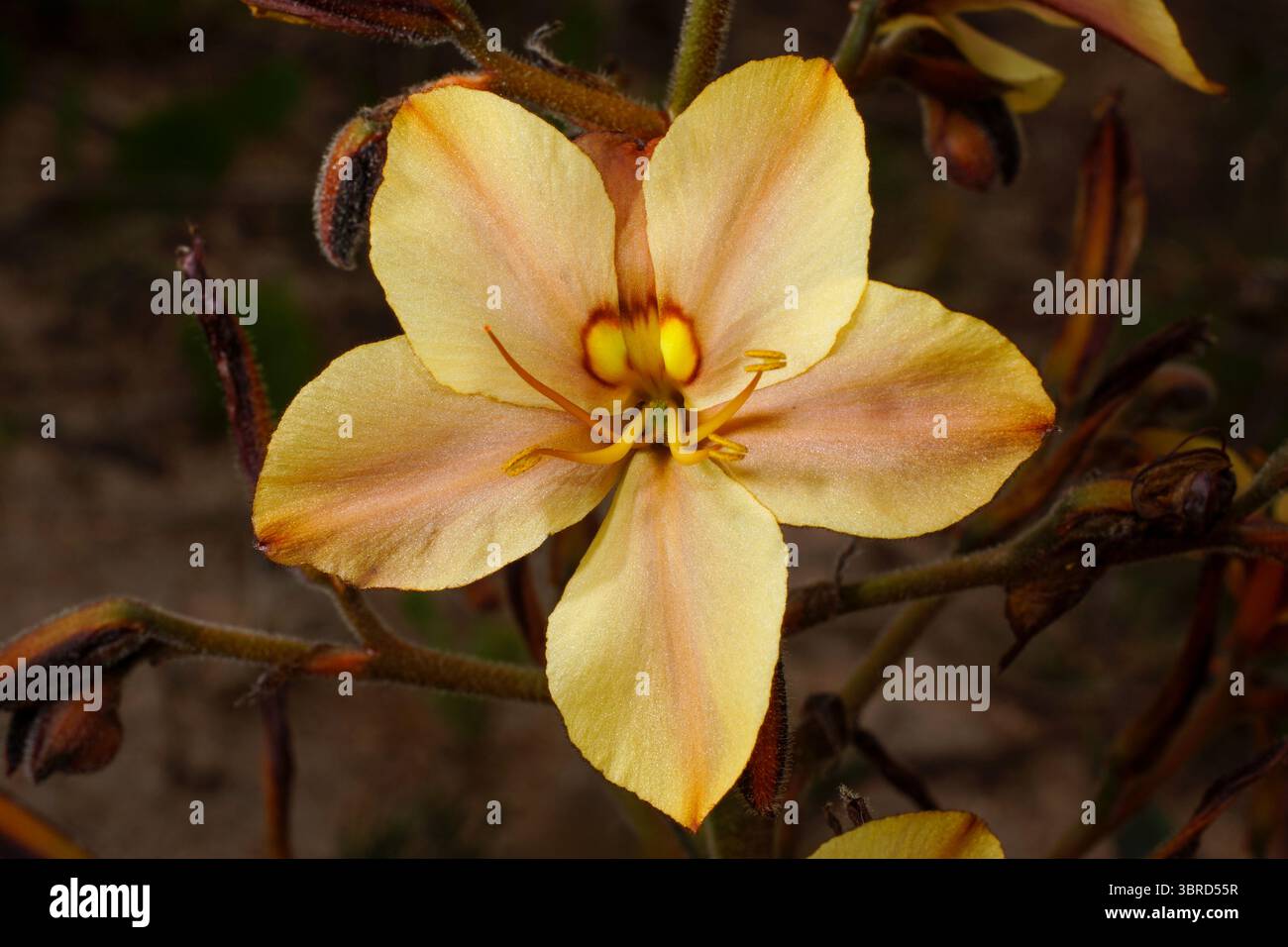 Flower of the Common Butterfly Lily (Wachendorfia paniculata), Western ...