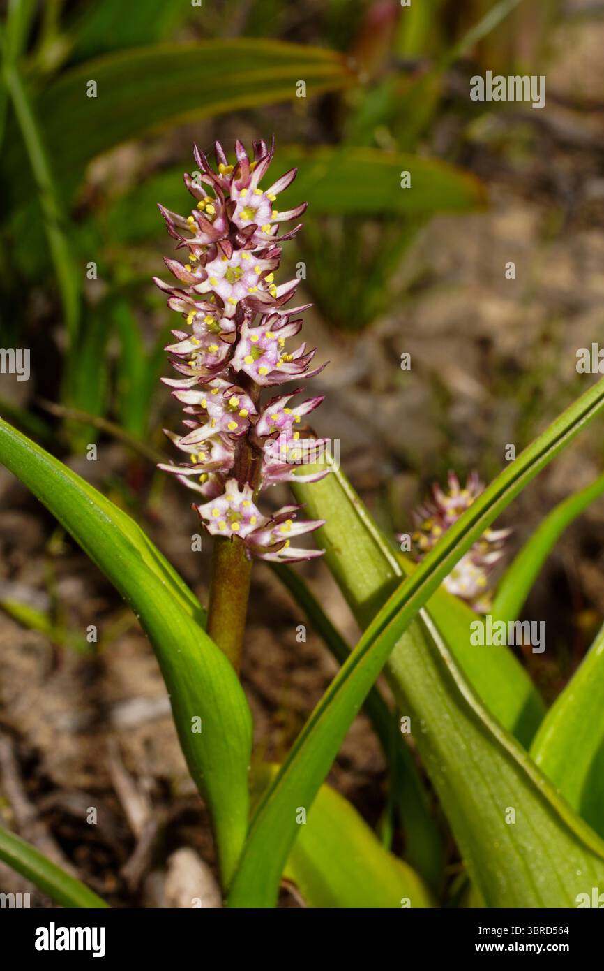 Flowering Spike Lily, Whitehead (Wurmbea spicata), West Coast National ...