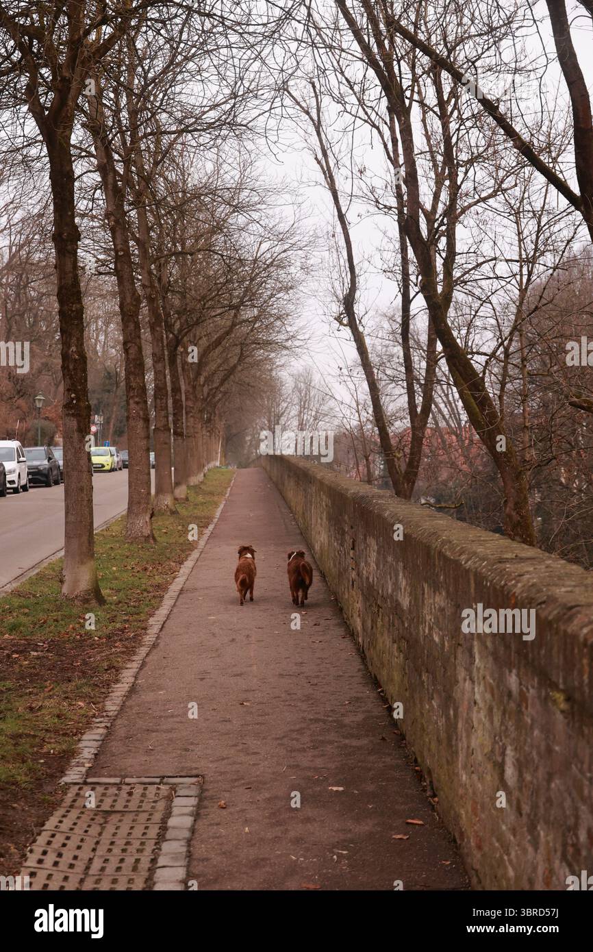 Two dogs walk down a sidewalk next to a brick wall Stock Photo - Alamy