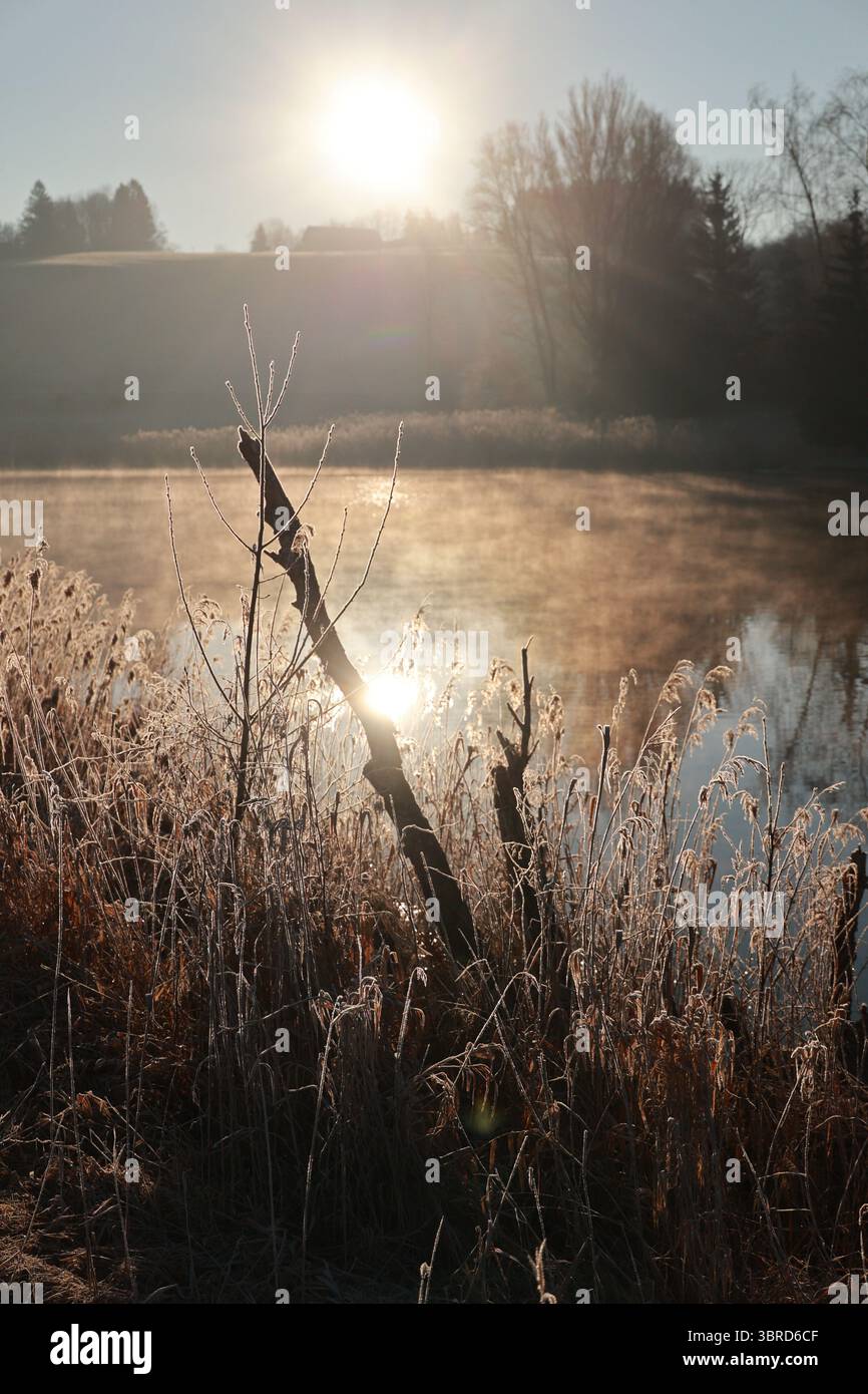 Tree branch is sticking out of the water in a pond Stock Photo - Alamy