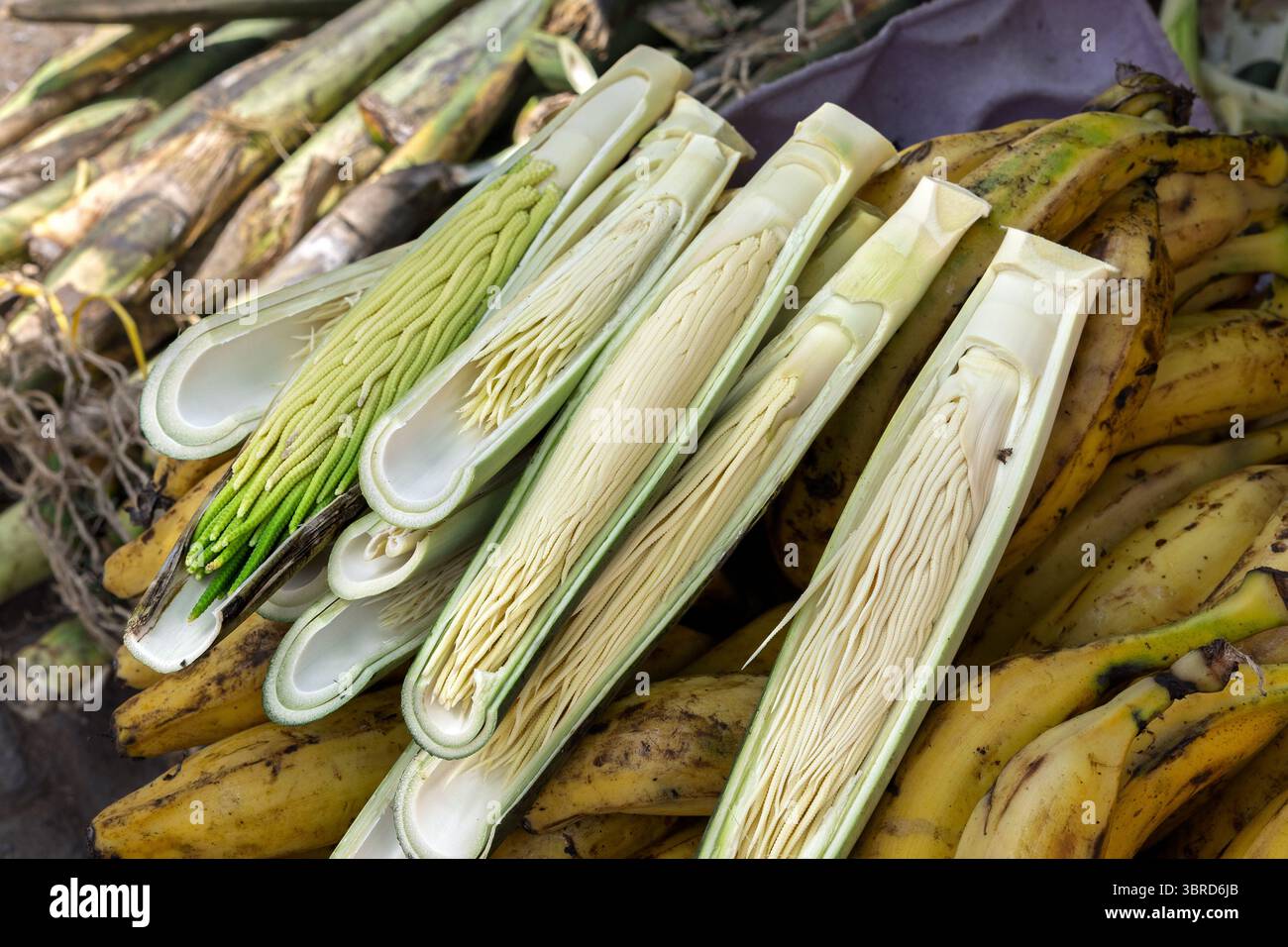Pacaya, male flowers (inflorescence) of the pacaya palm, chamaedorea ...