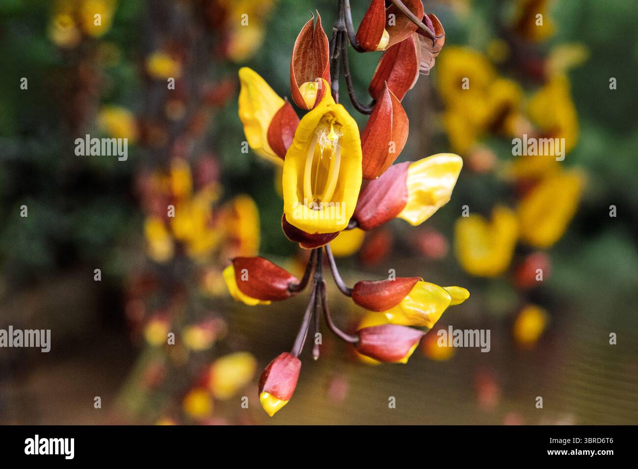 Mysore trumpet vine, Thunbergia mysorensis, ornamemtal plant, El Jardin ...