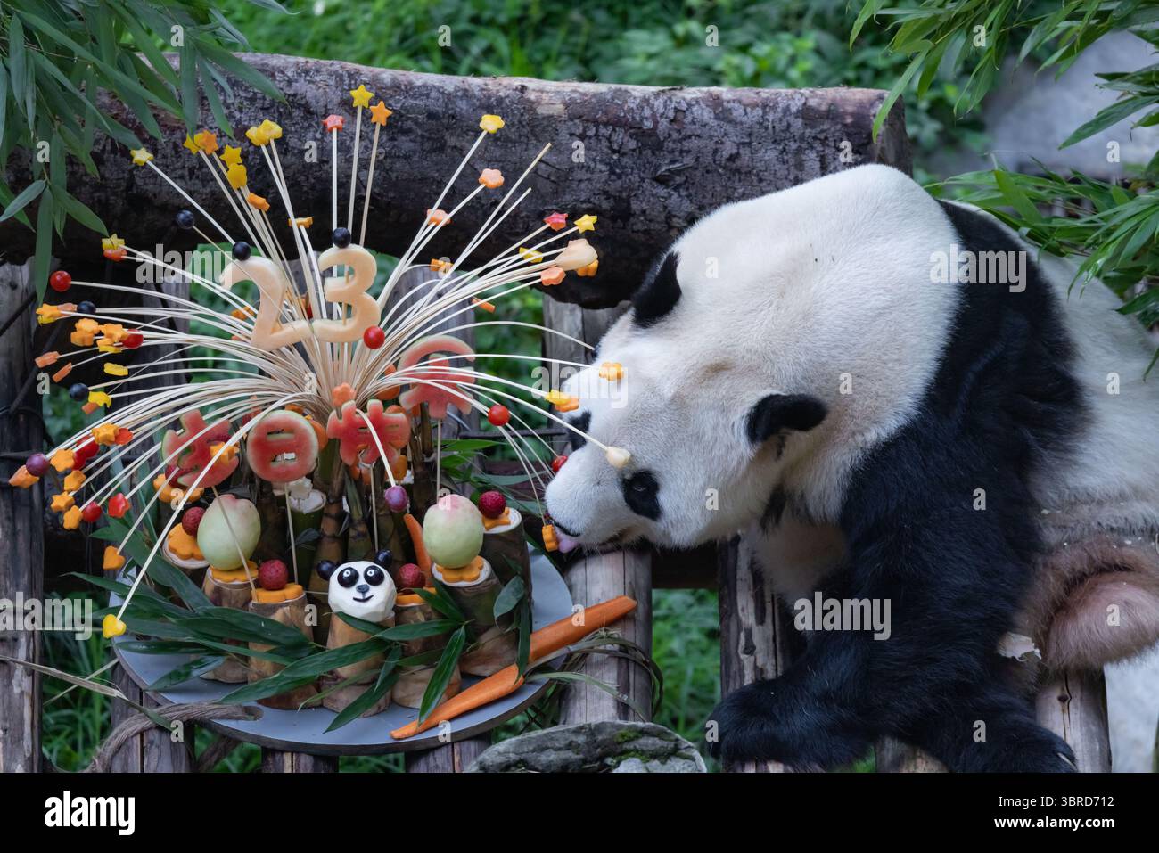 Giant panda Lanxiang celebrated her 23rd birthday by eating a longevity ...