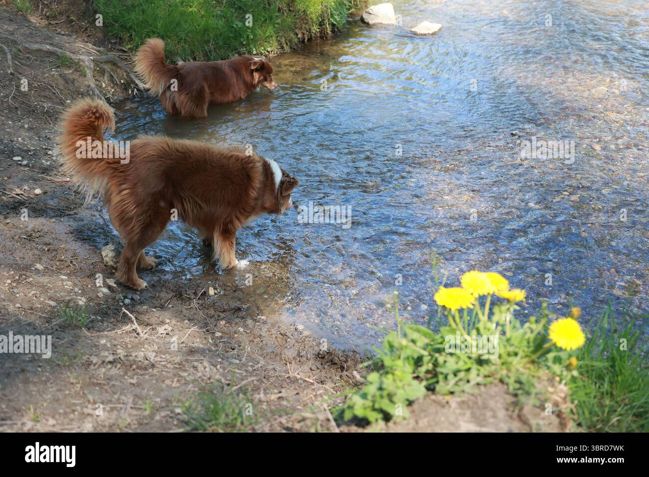 Two dogs are playing in a river Stock Photo - Alamy