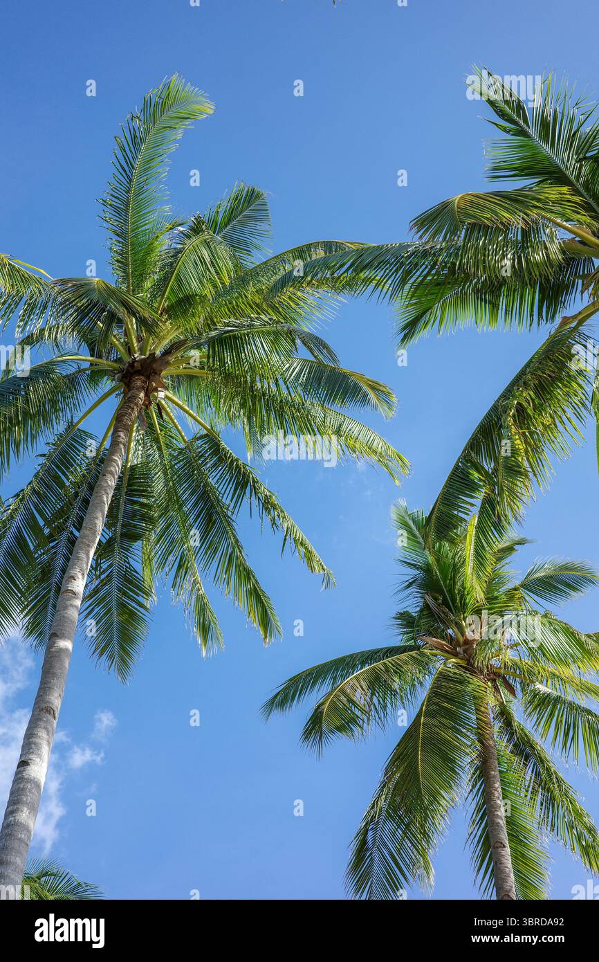 A top view of coconut tree, a circular pattern of large, feather-like ...