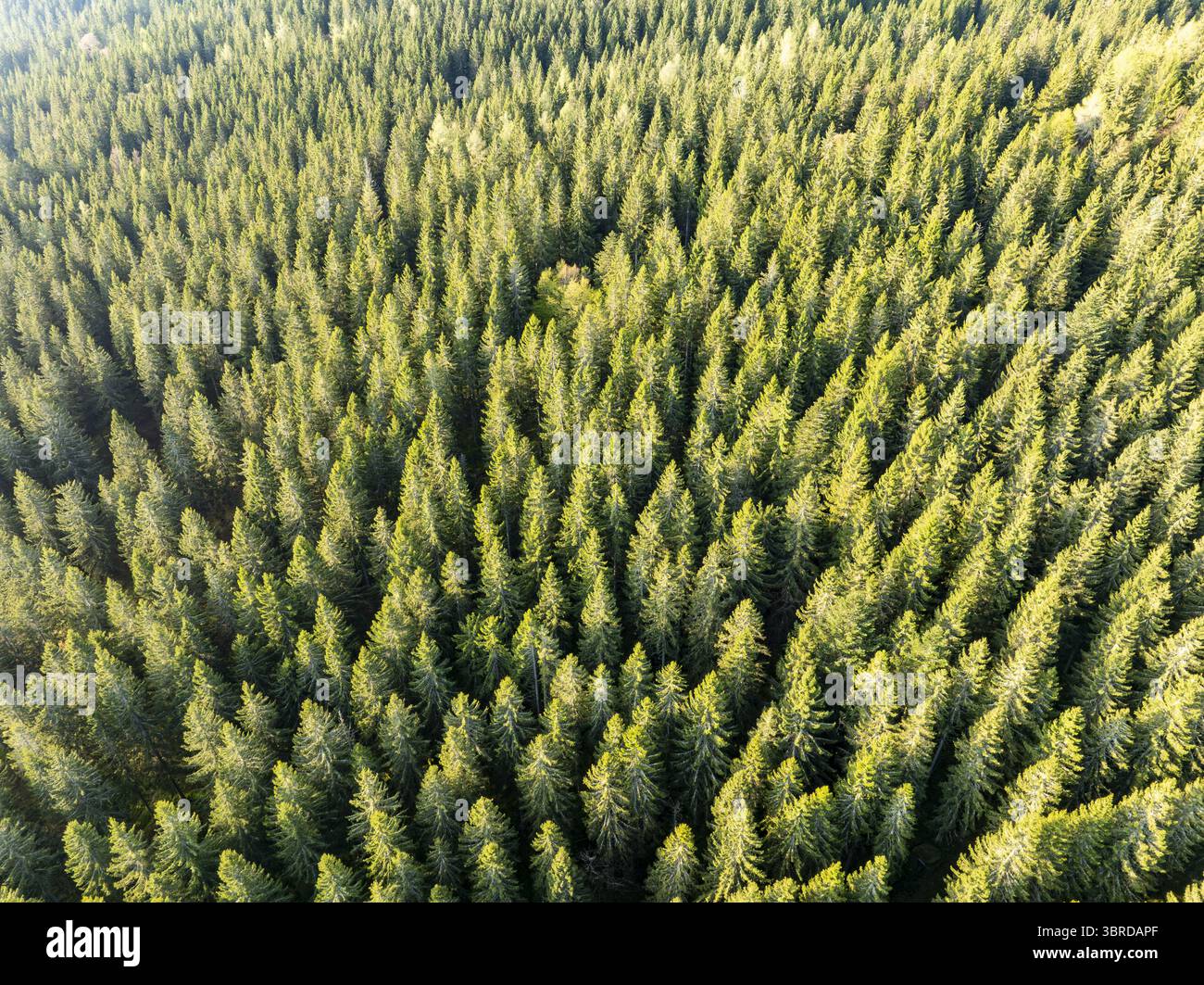 Aerial view of a dense forest canopy where sunlight paints the treetops ...
