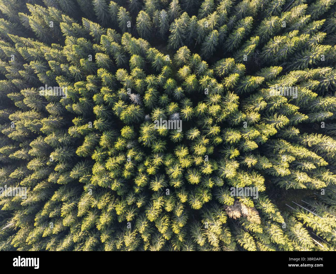 Aerial view of a dense evergreen forest canopy, a symphony of verdant ...