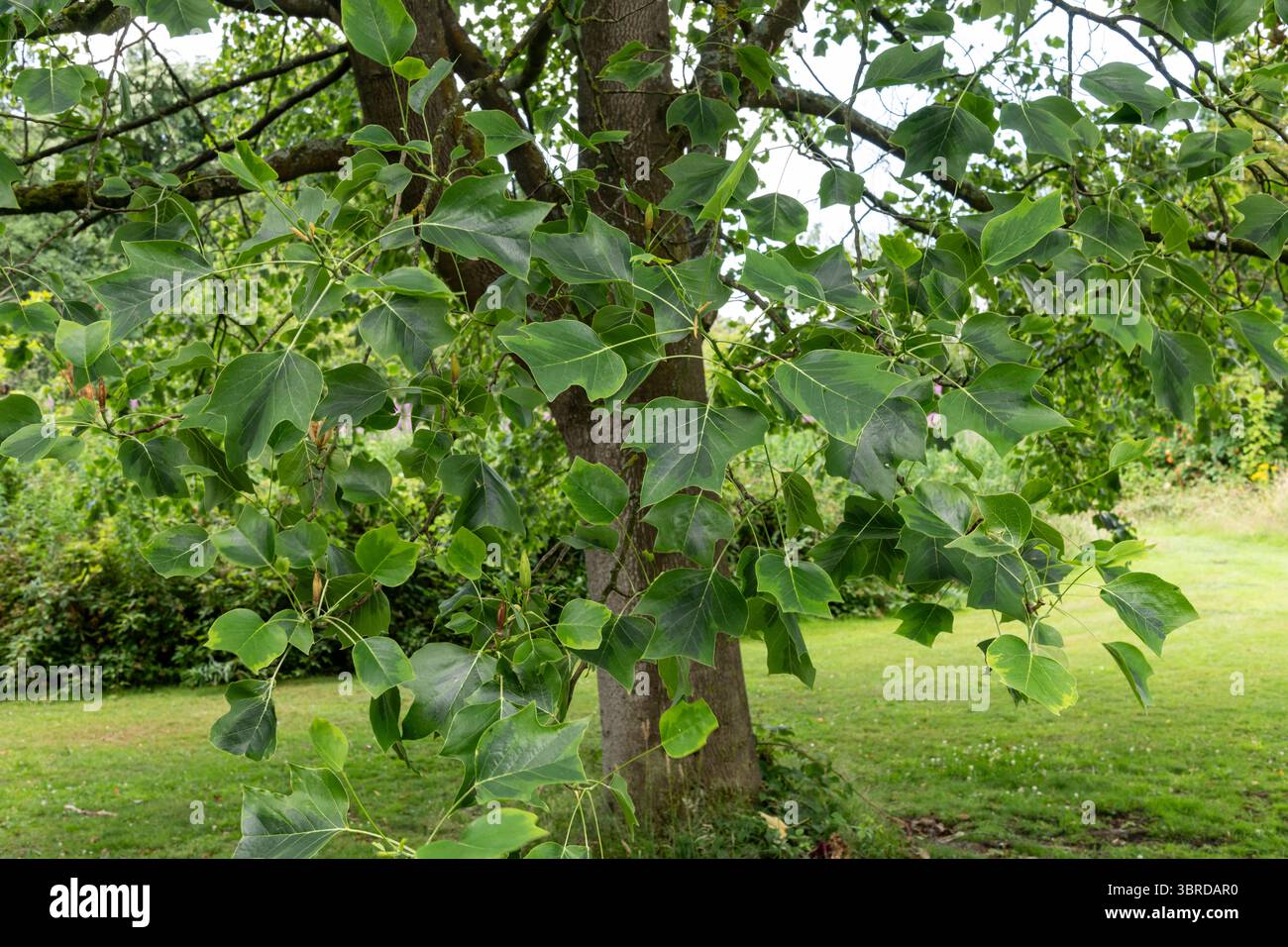 Tulip tree or Liriodendron Tulipifera in full leafy in mid summer in a ...