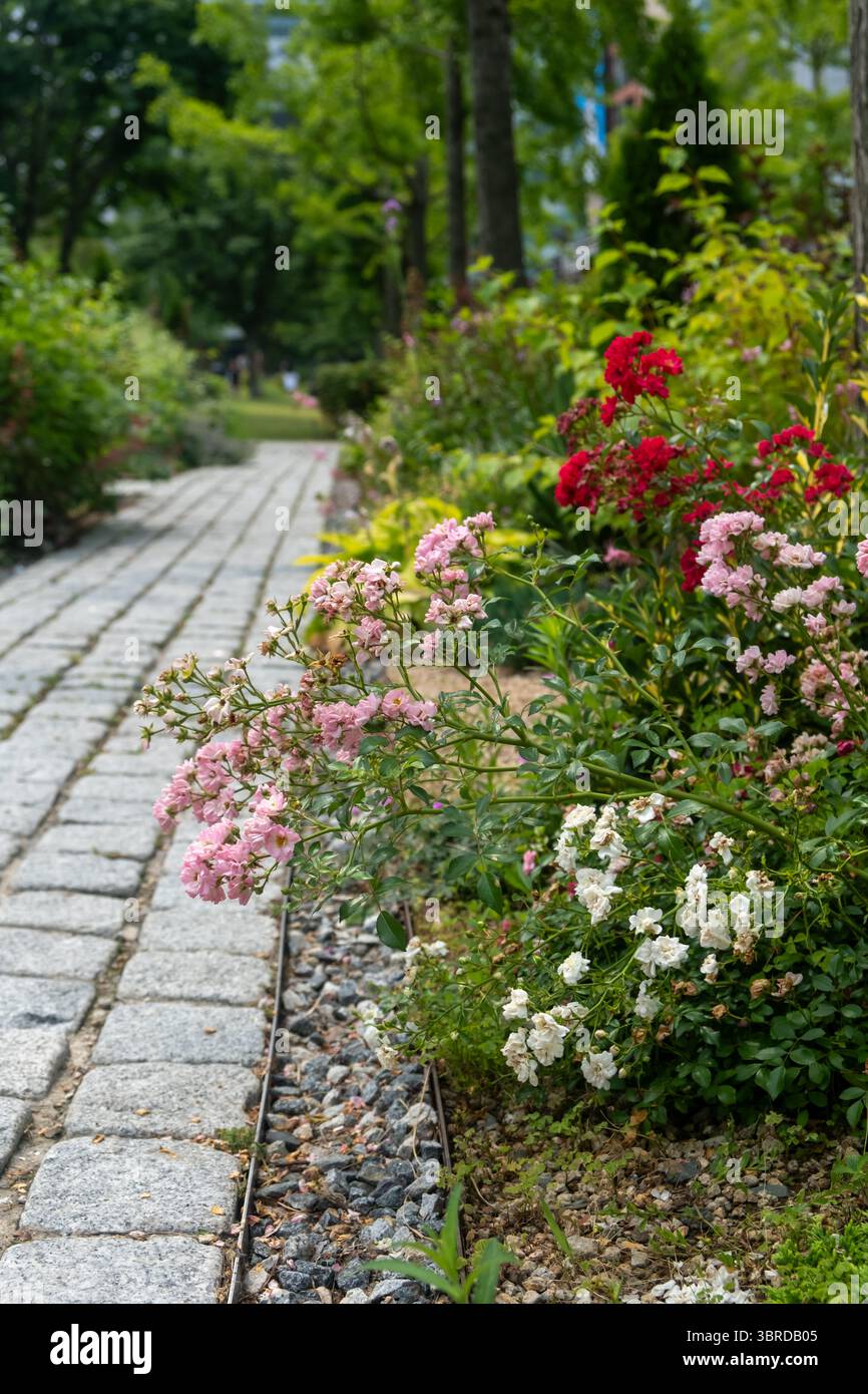 Pathway with colorful flowers along the way in public park, near Hongik ...