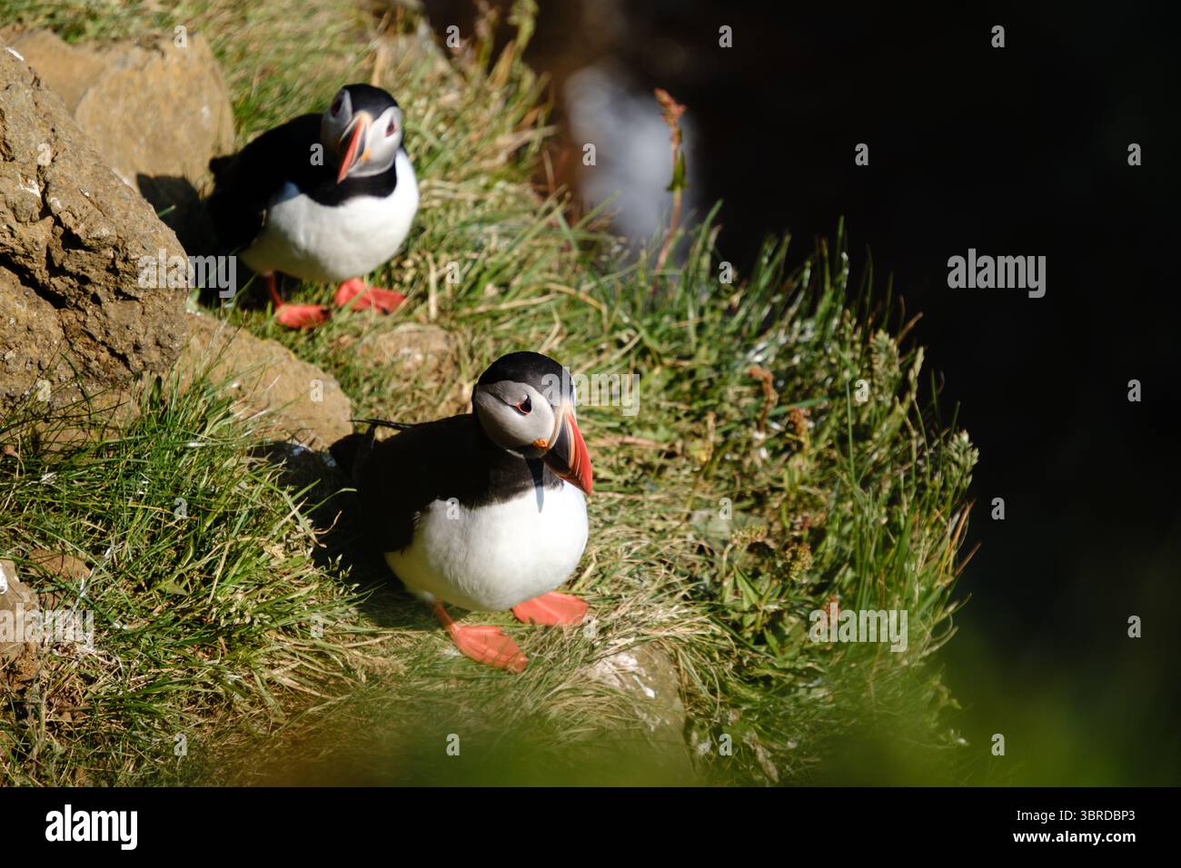 Colorful puffins waddle along cliffs hi-res stock photography and ...