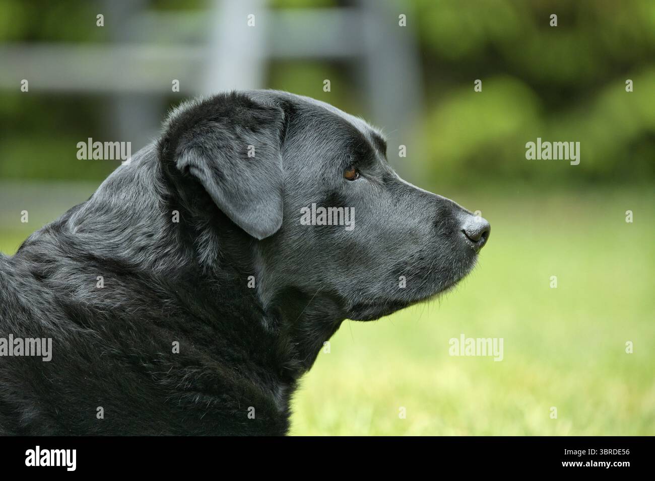Close-up profile of a black Labrador Retriever with a watchful ...