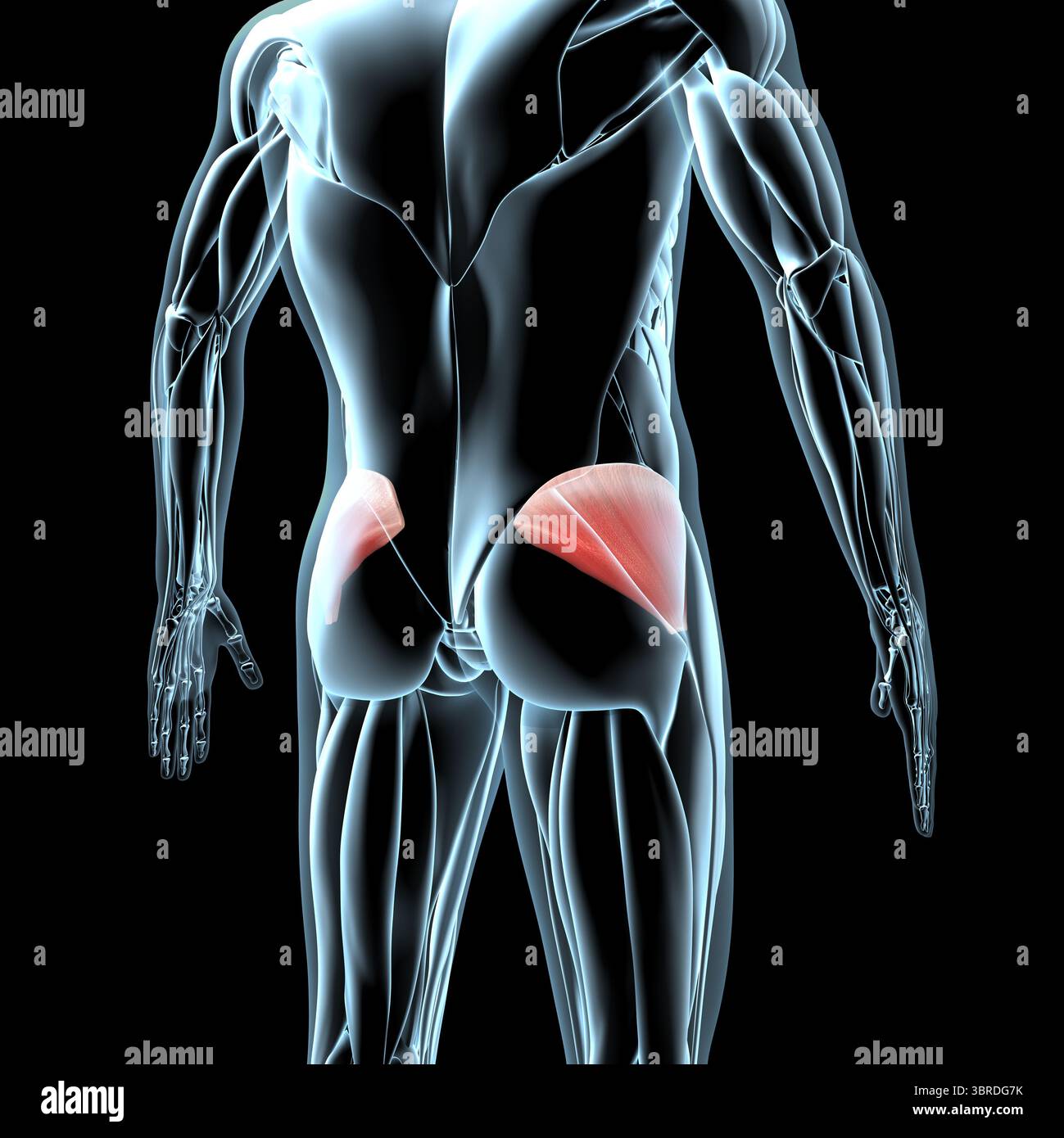 This 3d illustration shows a view of the gluteus medius muscles on xray ...