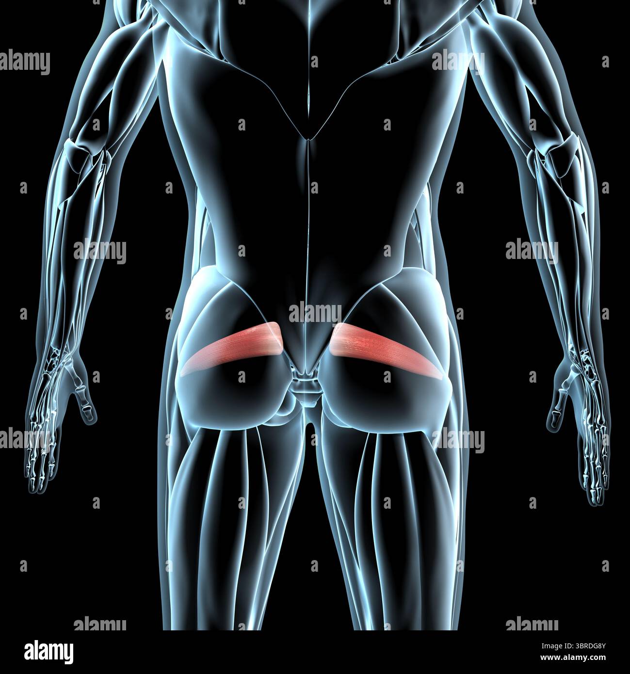 This 3d illustration shows a view of the piriformis muscles on xray ...
