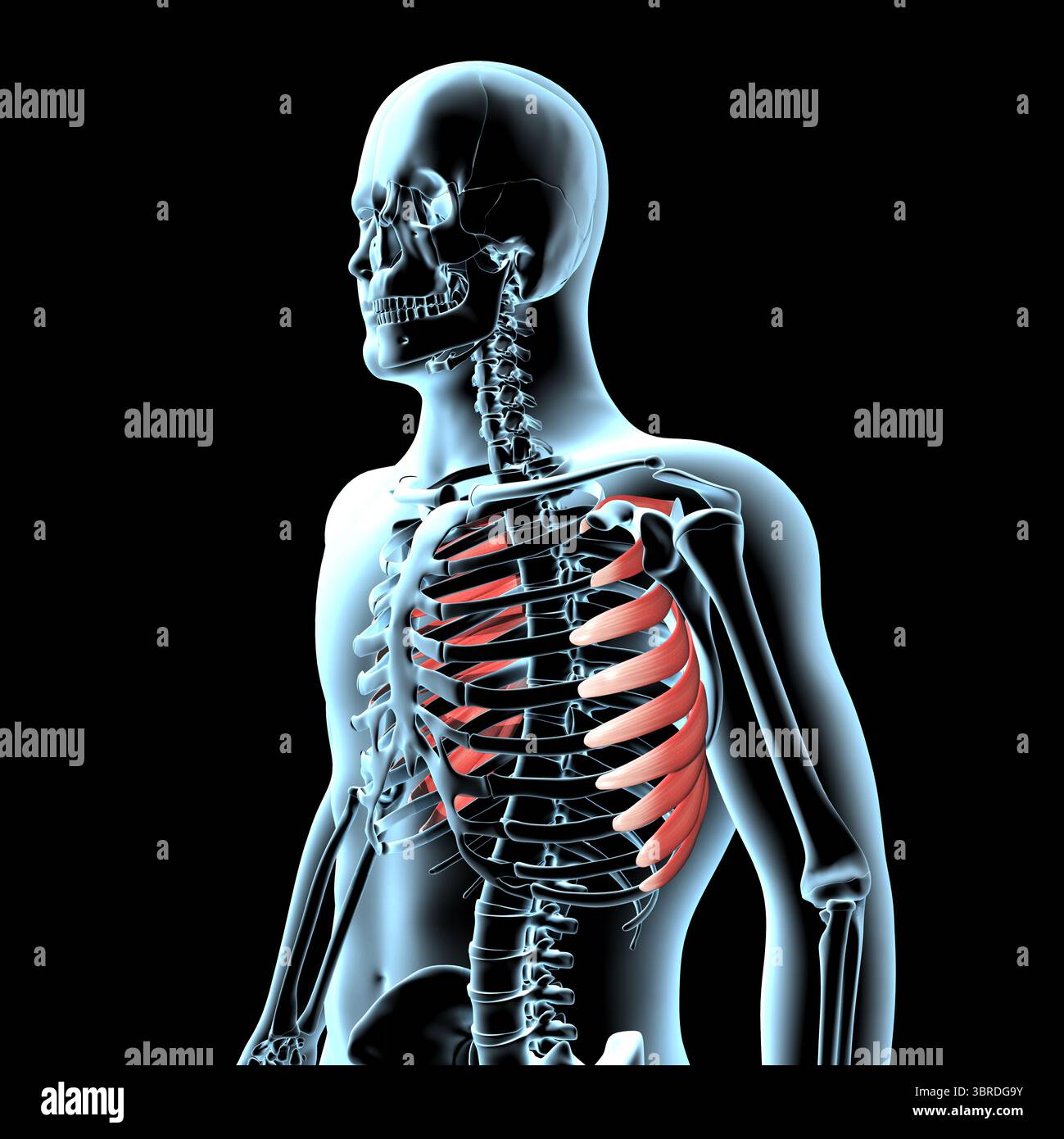 This 3d illustration shows the serratus anterior muscles anatomical ...