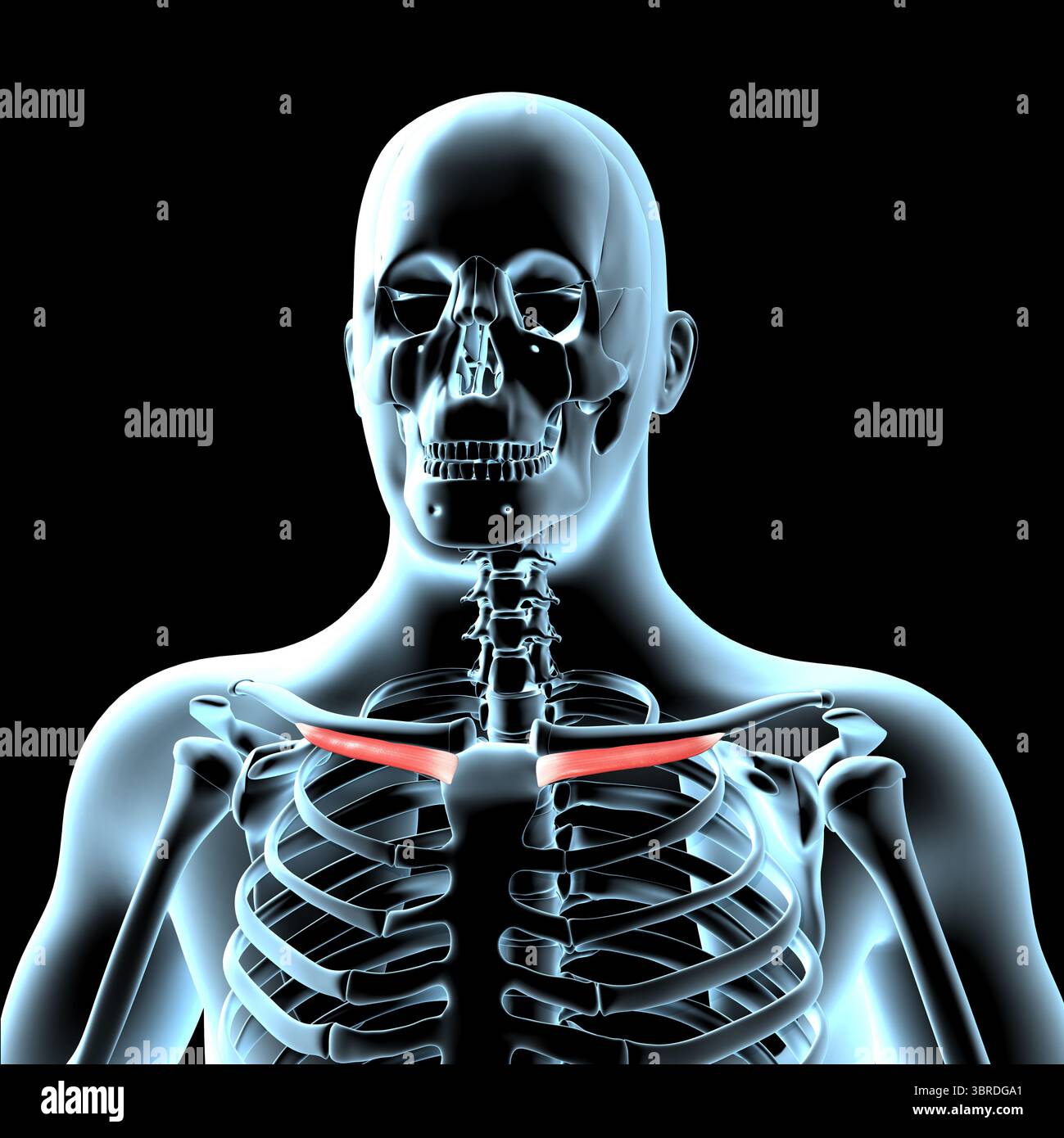 This 3d illustration shows the subclavius muscles anatomical position ...