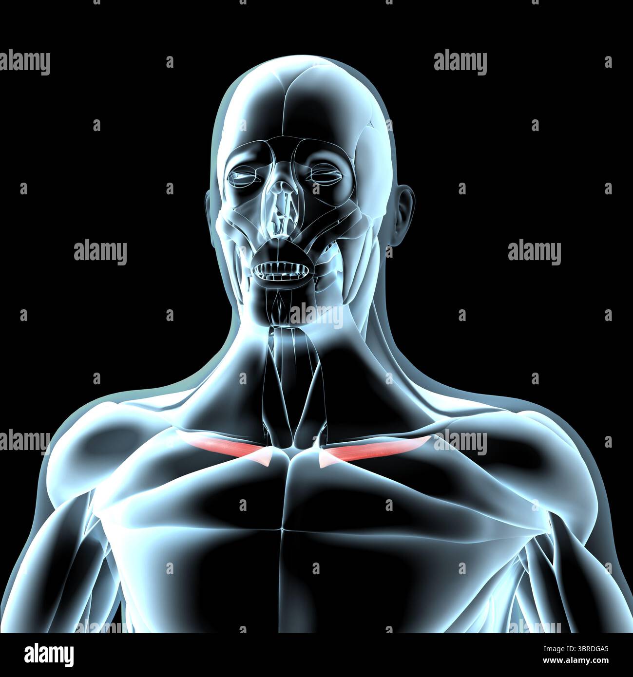 This 3d illustration shows a view of the subclavius muscles on xray ...