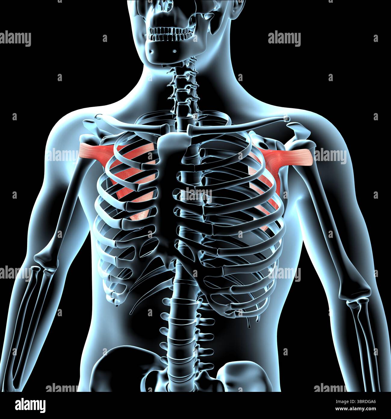 This 3d illustration shows the subscapularis muscles anatomical ...