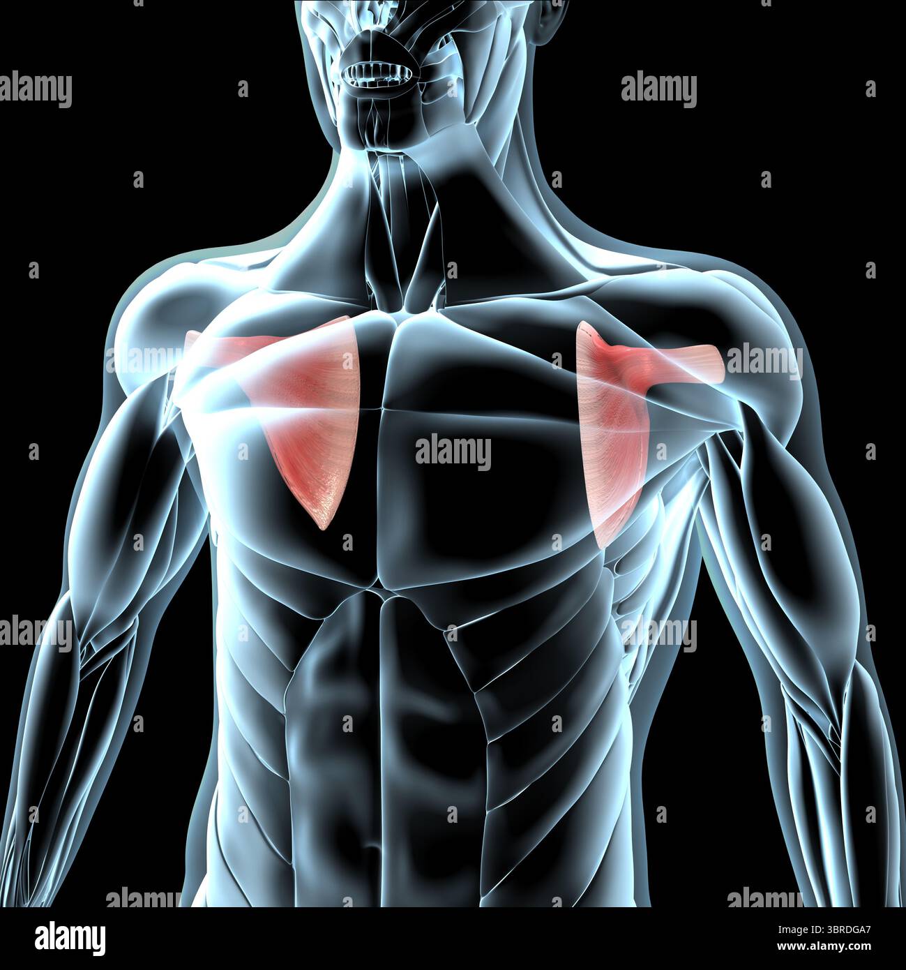 This 3d illustration shows a view of the subscapularis muscles on xray ...