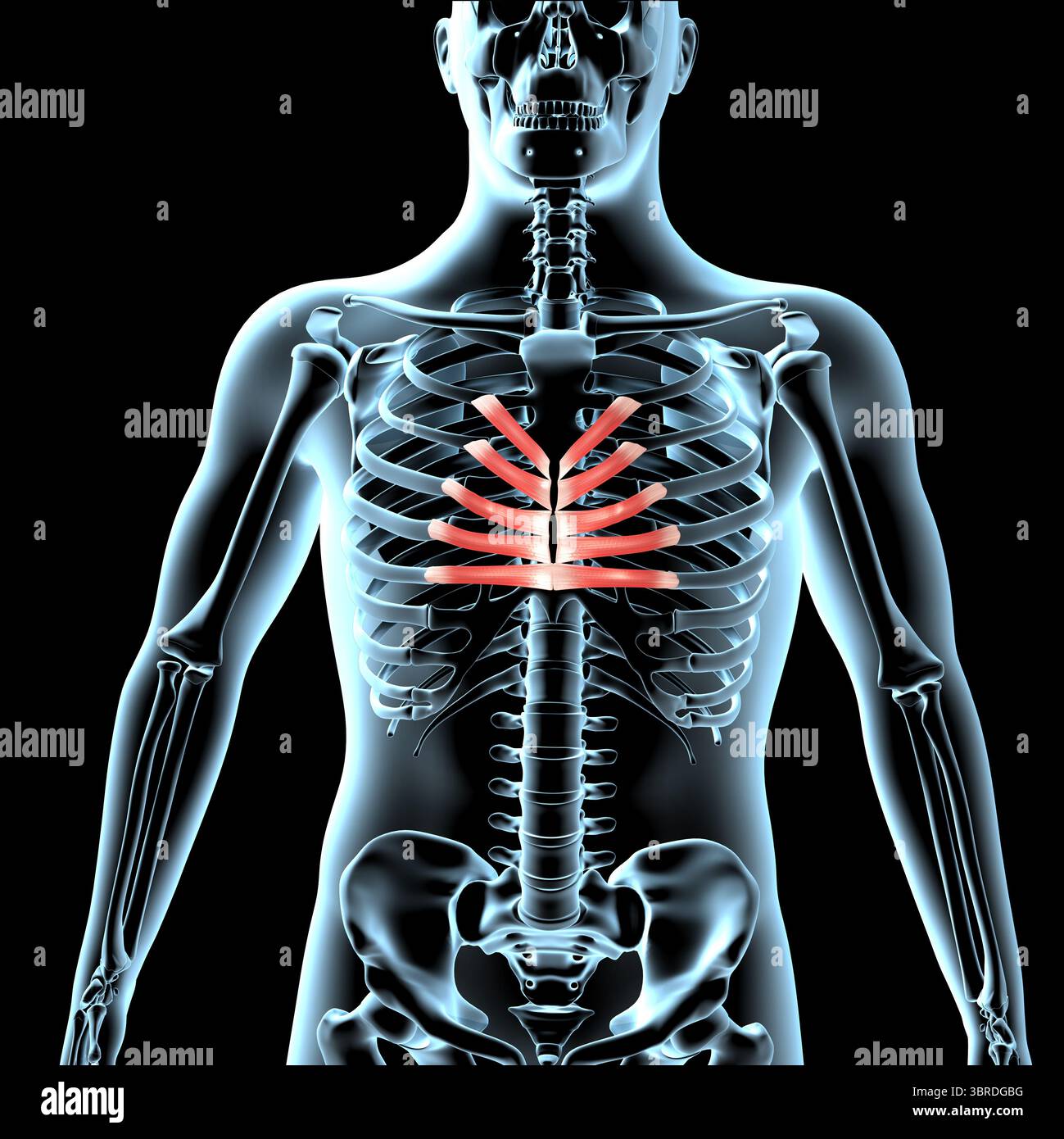 This 3d illustration shows the transversus thoracis muscles anatomical ...