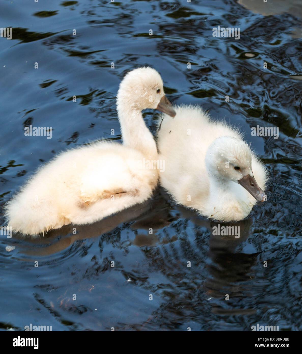 Two fluffy young swans glide peacefully on the rippling water's surface ...