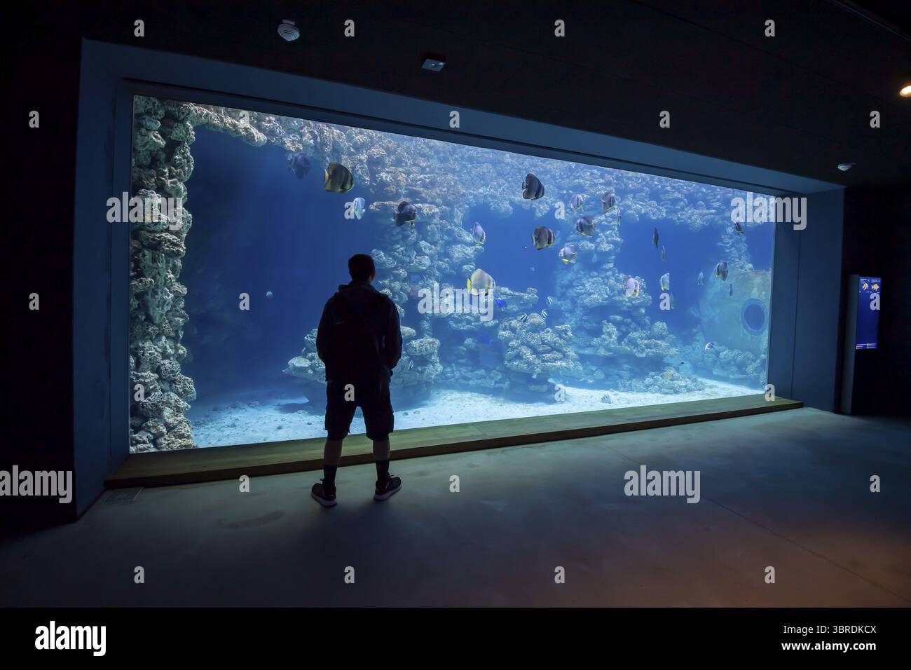 Visitor standing in front of show aquarium, large aquarium, aquarium ...