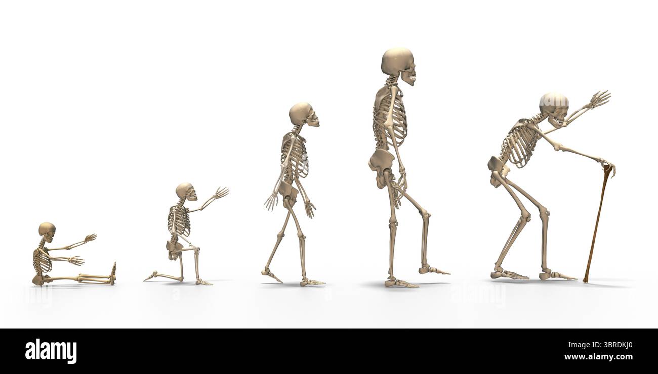 Skeleton, skeletons, anatomy, toddler, baby, child, adolescent, adult ...