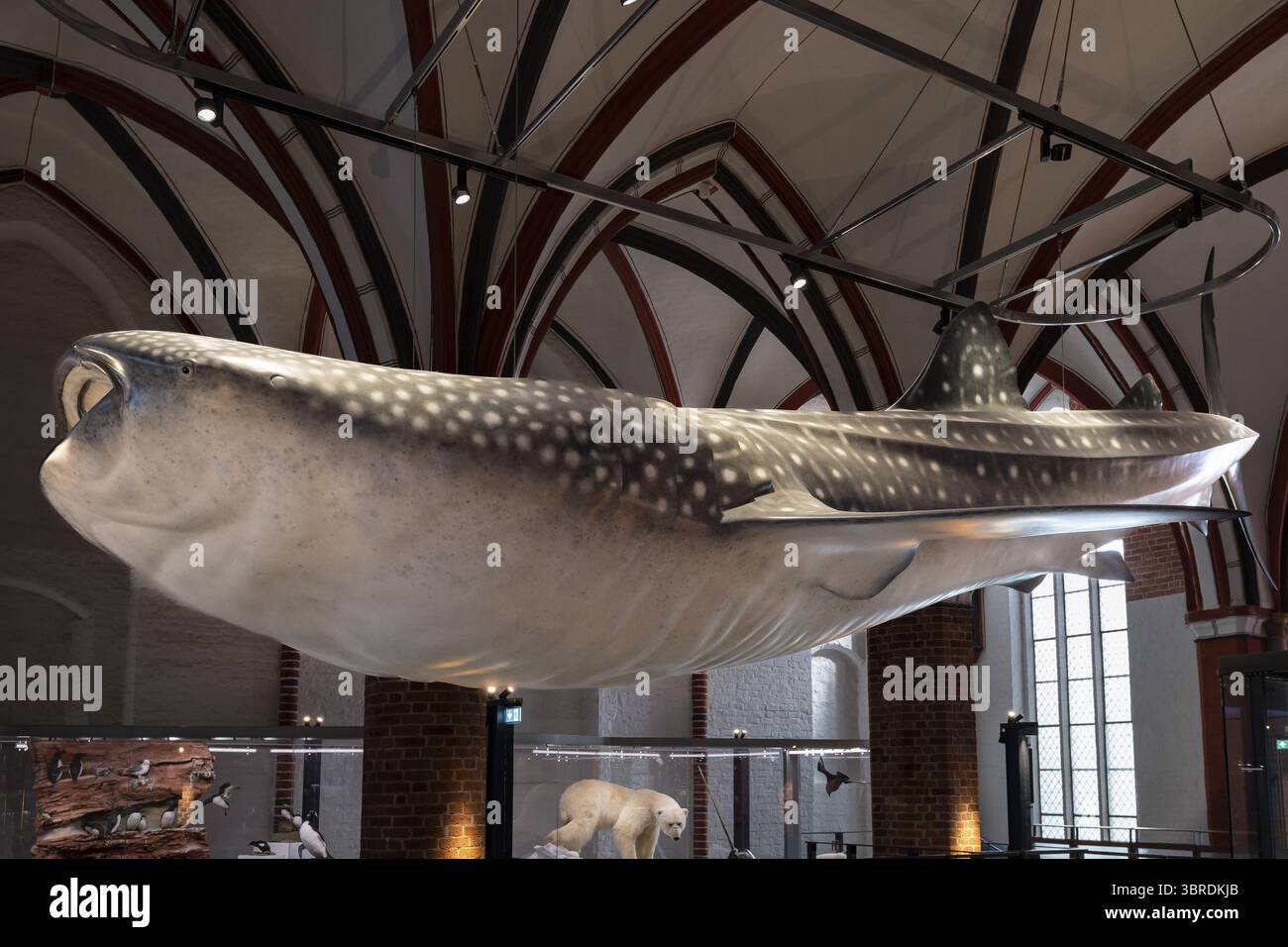 Whale shark (Rhincodon typus), specimen, exhibition, exhibition room ...