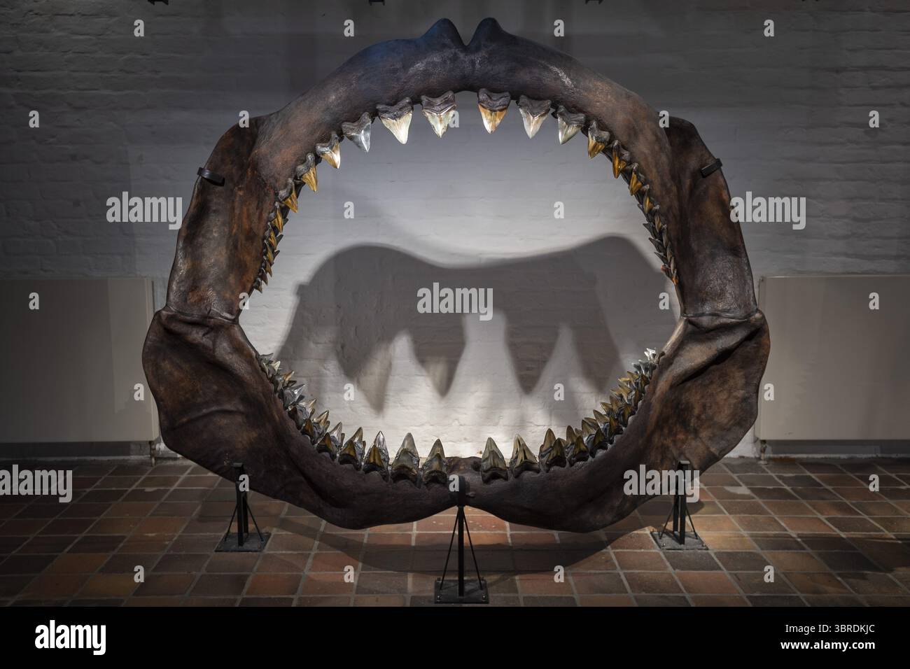 Megalodon (Otodus megalodon), teeth, specimen, extinct, exhibition ...