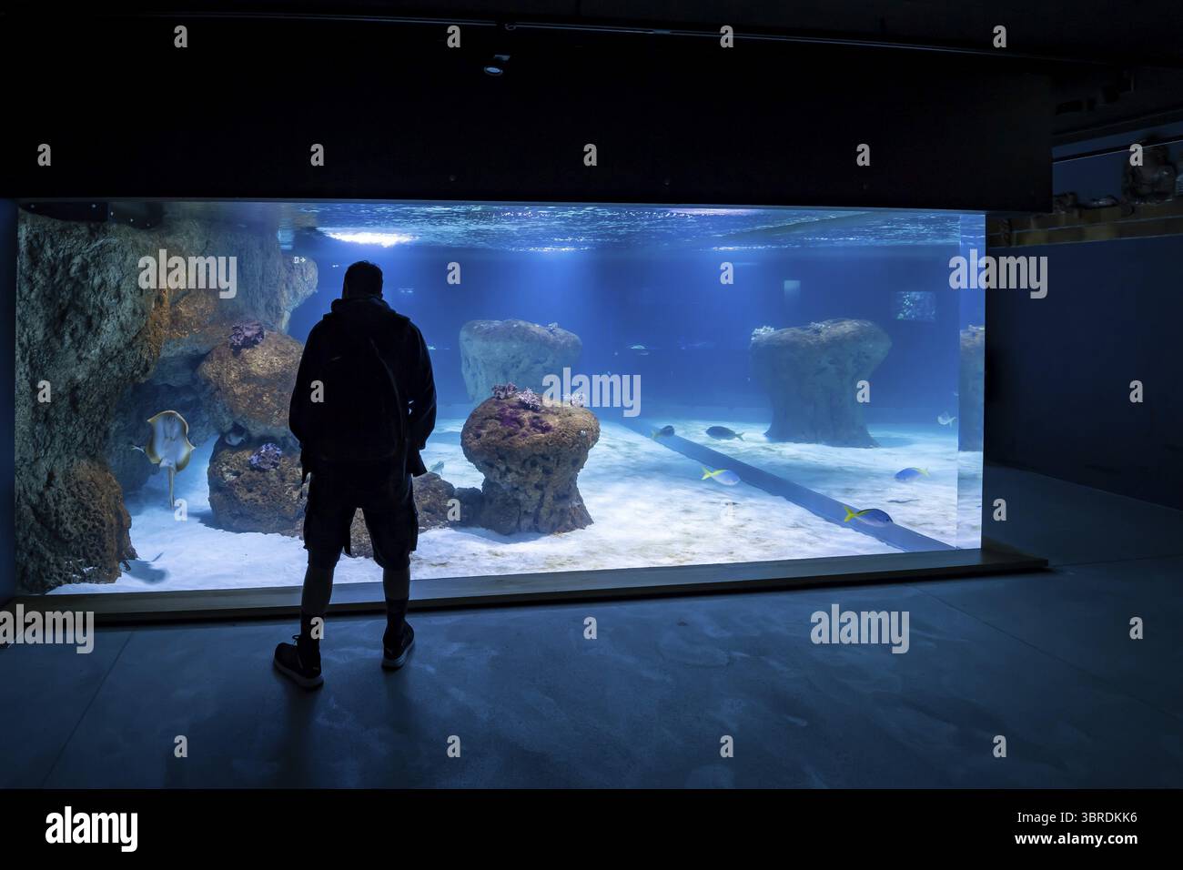 Visitor standing in front of show aquarium, large aquarium, aquarium ...