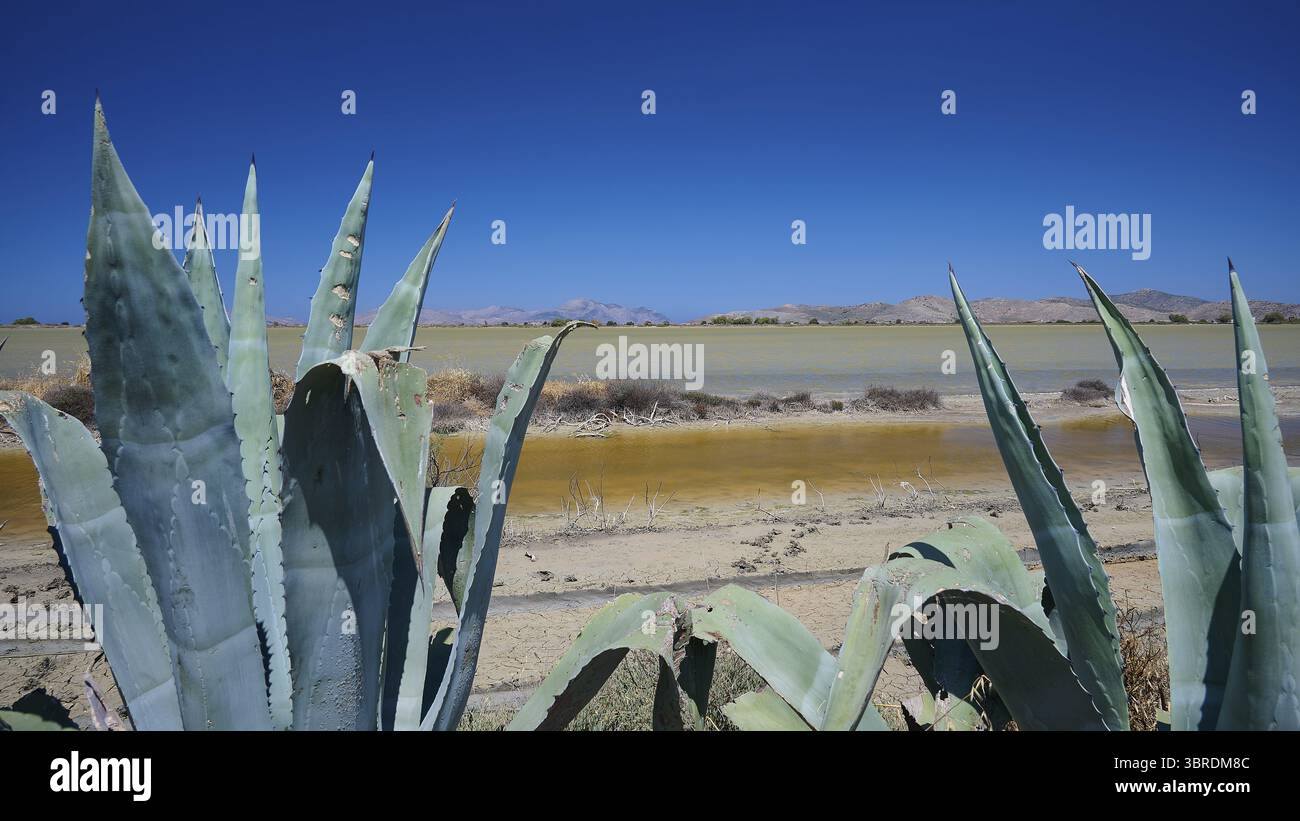 Agave plants on the shore of a lake in a desert-like landscape with ...