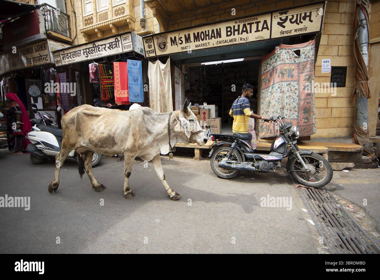 Sacred cow in the old town of Jaisalmer, Rajasthan, India Stock Photo ...
