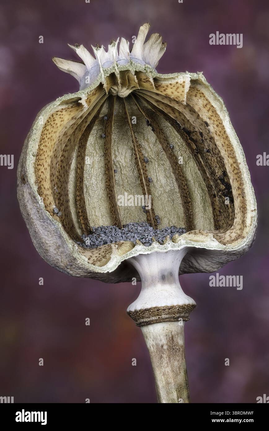 View poppy hi-res stock photography and images - Alamy