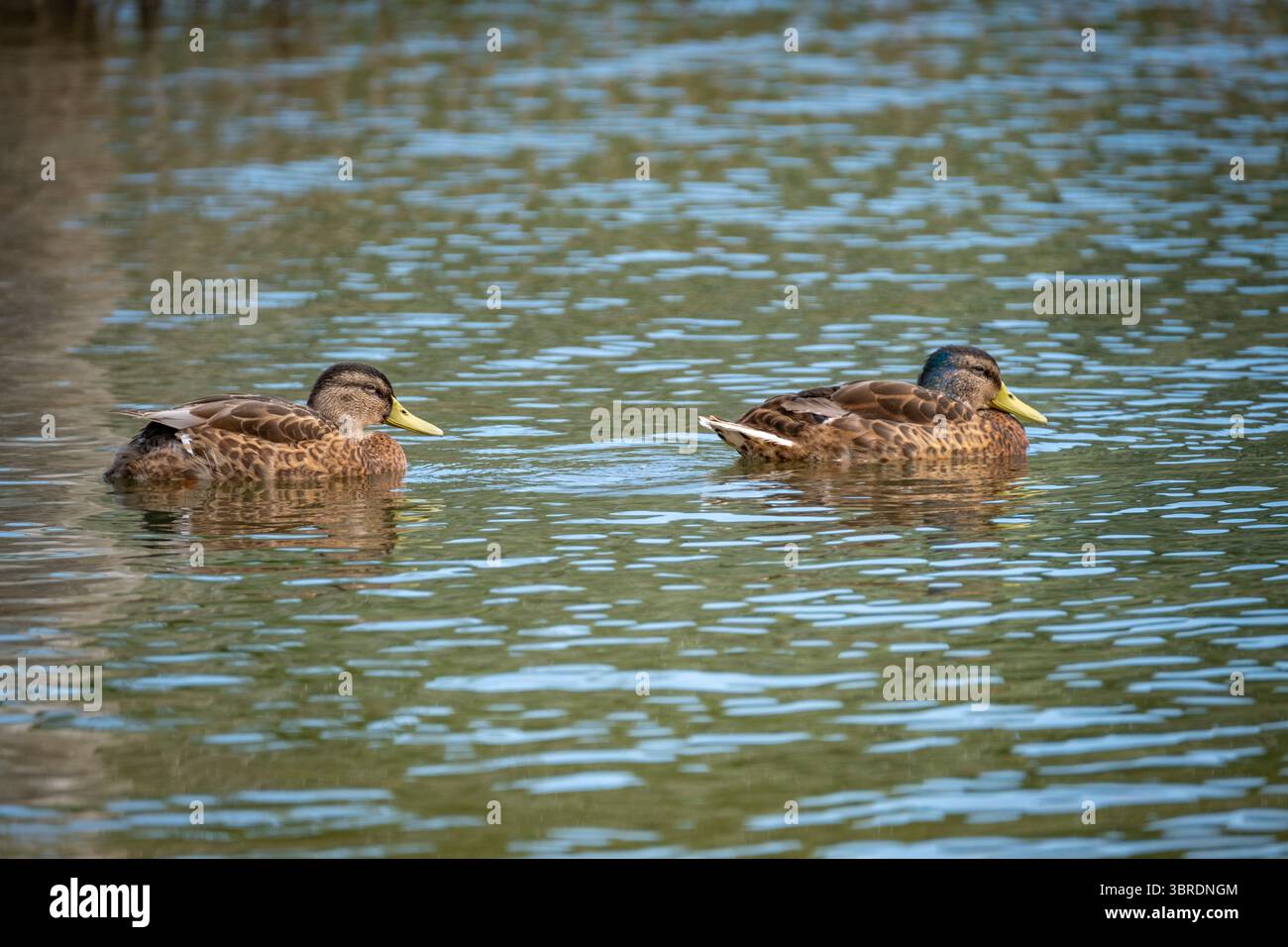 observing male female and family of wild ducks at the lake constance ...