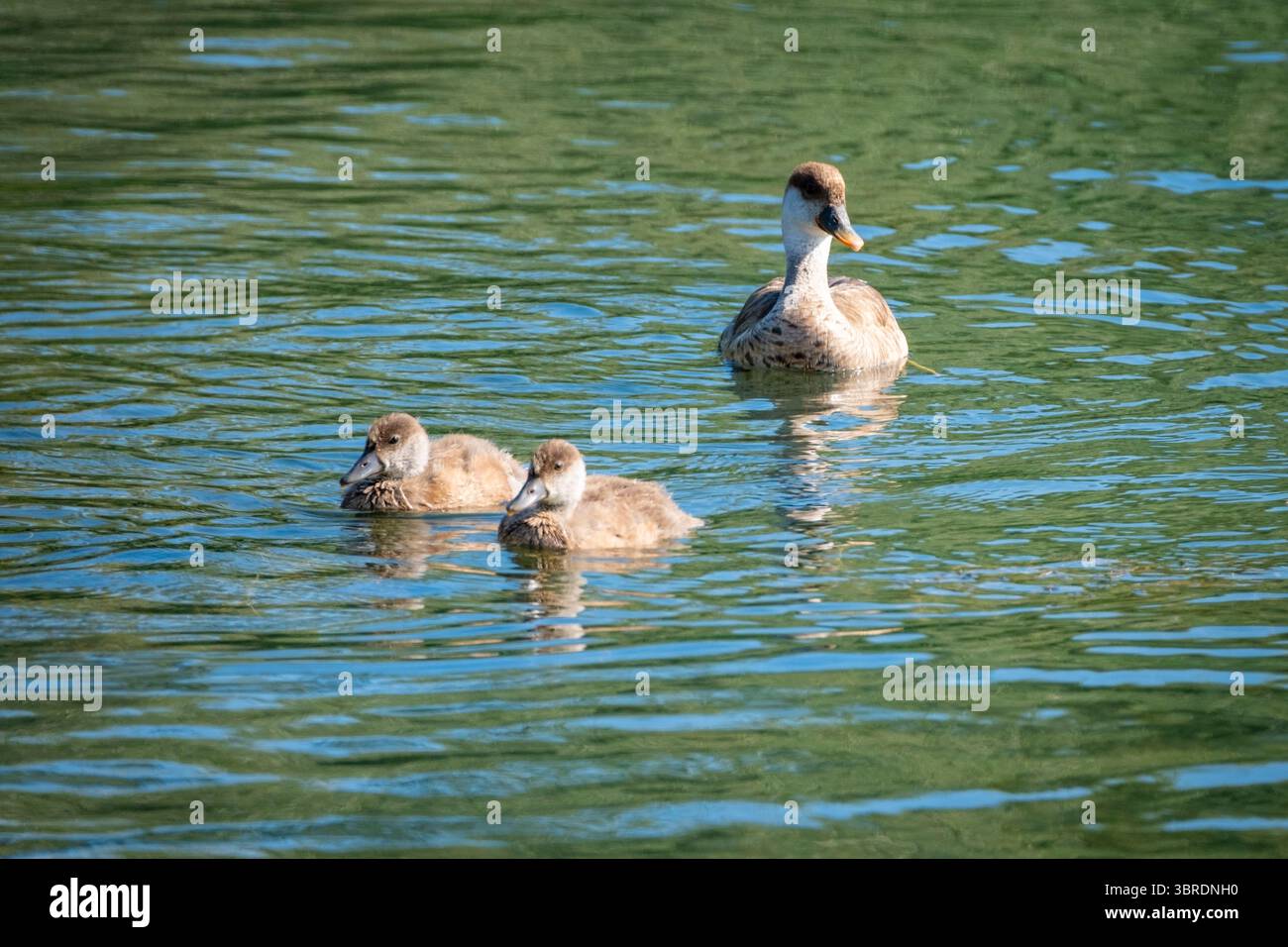 observing male female and family of wild ducks at the lake constance ...