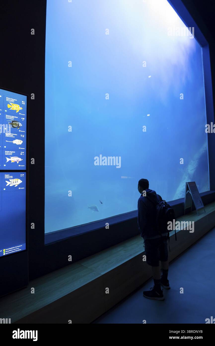 Visitor standing in front of show aquarium, large aquarium, aquarium ...