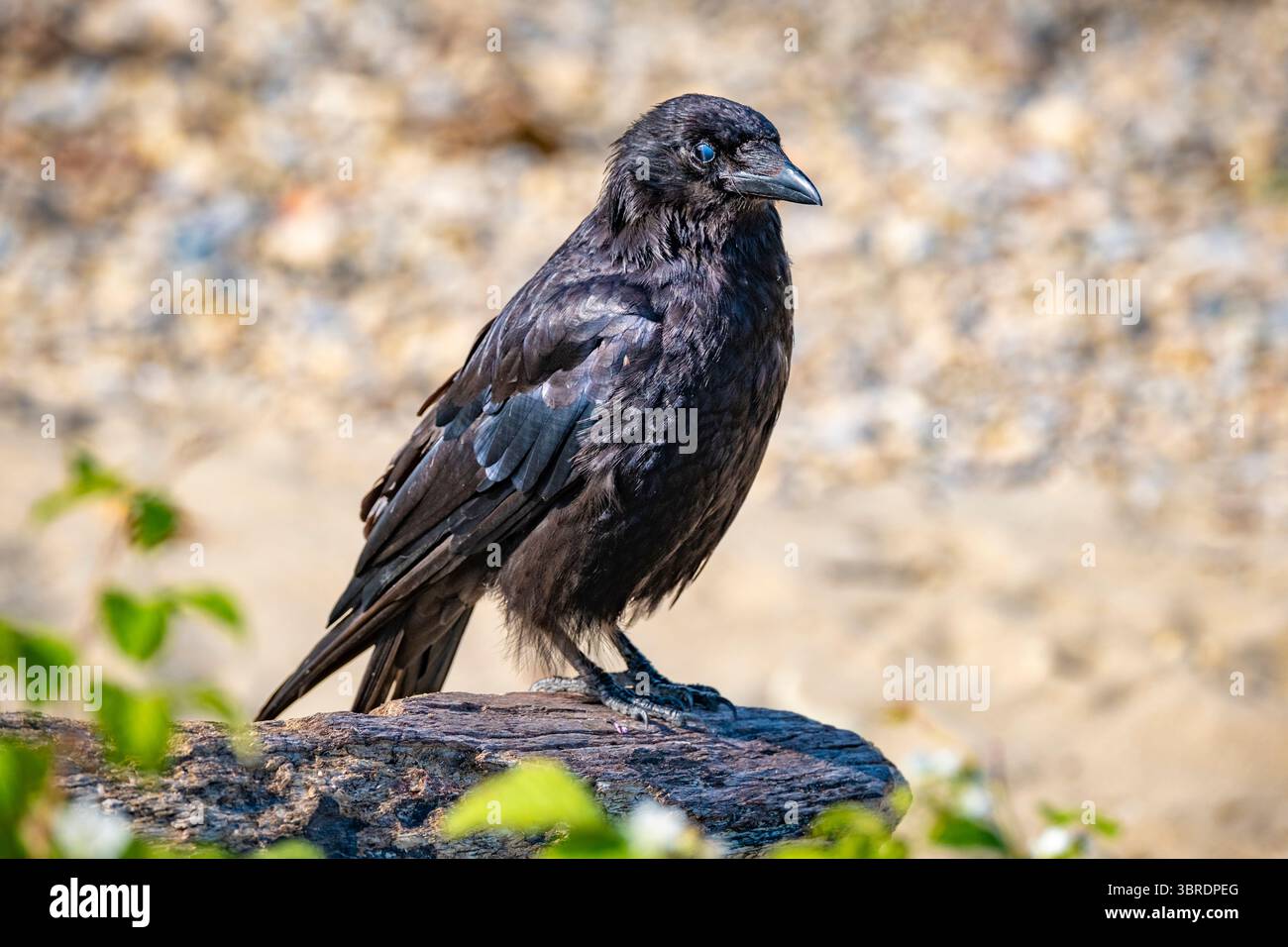 observing a northern raven at the lake constance Stock Photo - Alamy