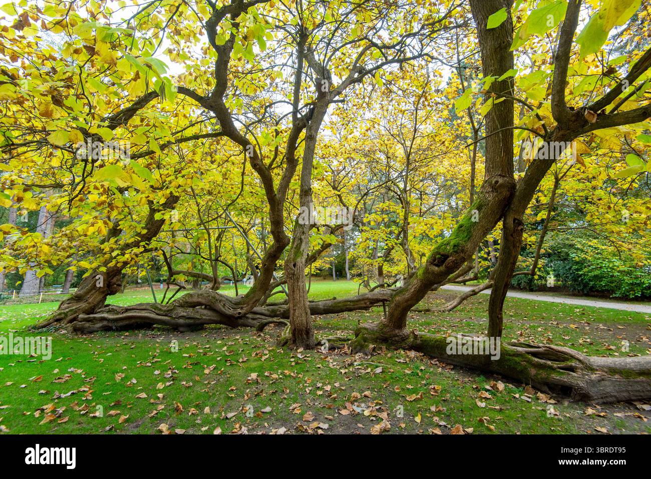 Trumpet tree leaf hi-res stock photography and images - Alamy