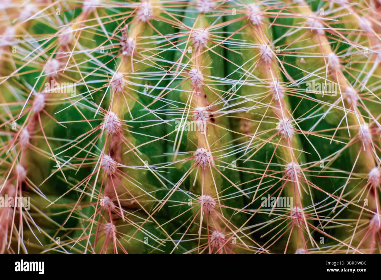 Macro photography of the spines of a cactus; focus stacking composite ...