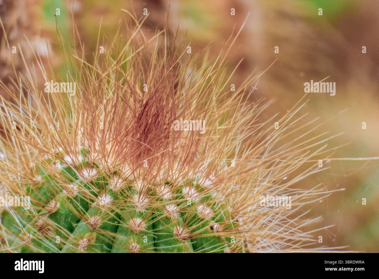 Macro photography of the spines of a cactus; focus stacking composite ...
