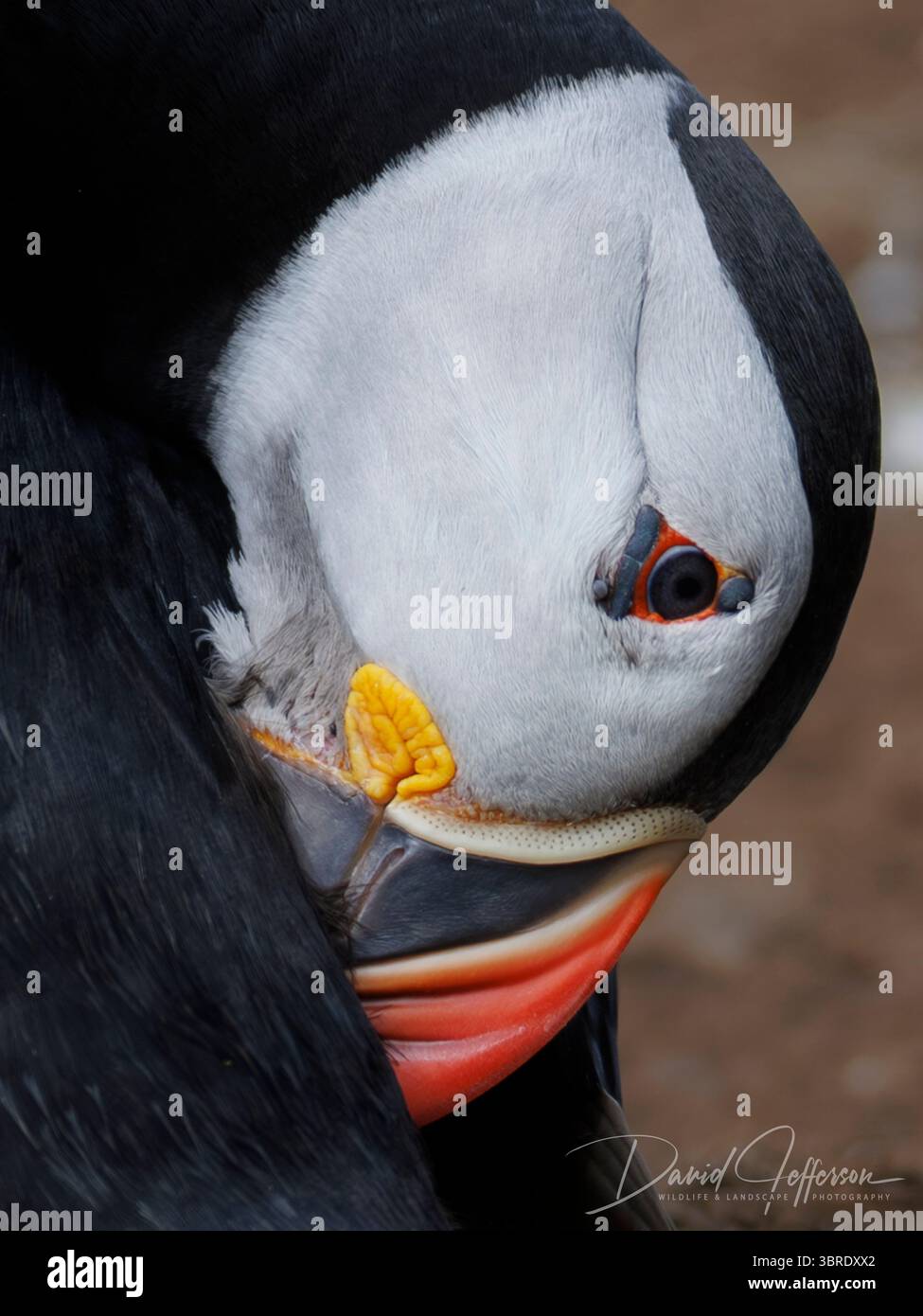 Atlantic Puffin, Lunga, Treshnish Isles, Isle of Mull Stock Photo - Alamy