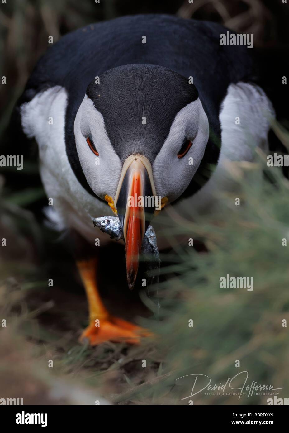 Atlantic Puffin, Lunga, Treshnish Isles, Isle of Mull Stock Photo - Alamy
