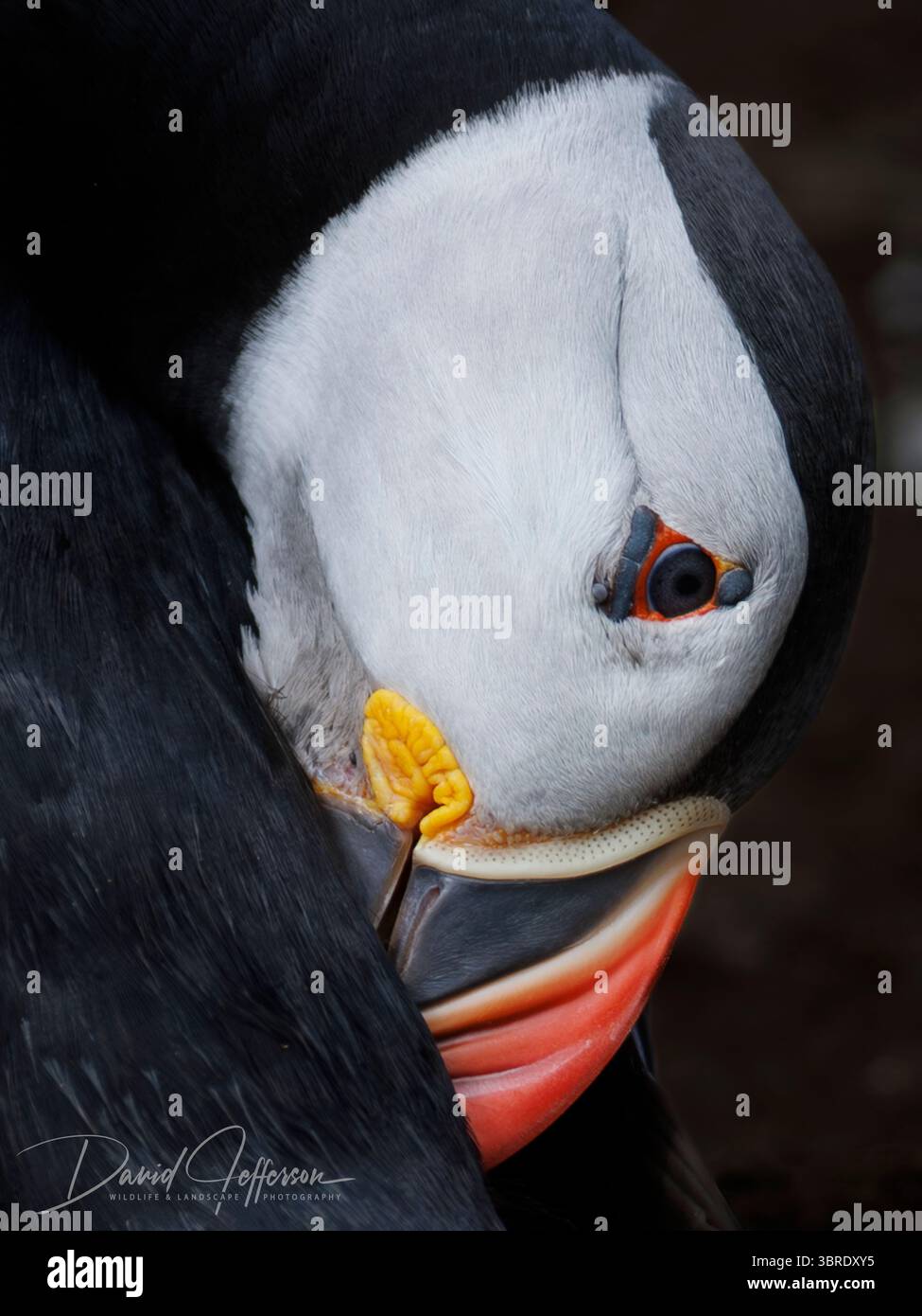 Atlantic Puffin, Lunga, Treshnish Isles, Isle of Mull Stock Photo - Alamy
