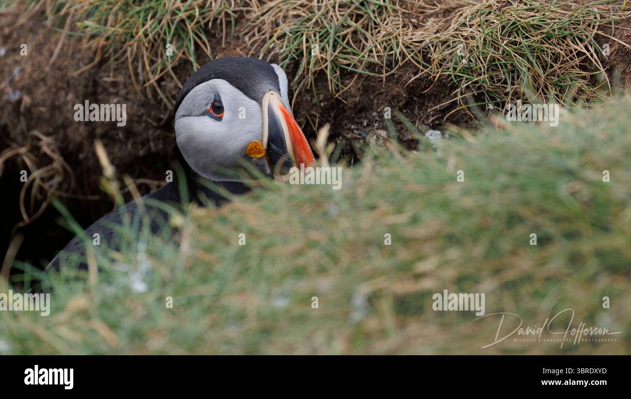 Atlantic Puffin, Lunga, Treshnish Isles, Isle of Mull Stock Photo - Alamy