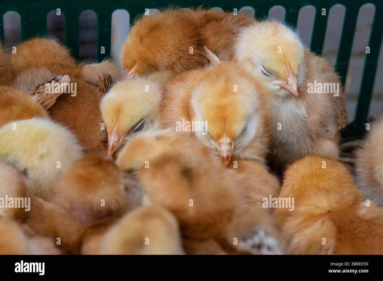 Close-up of newborn fluffy chicks with closed eyes, cuddling in a green ...