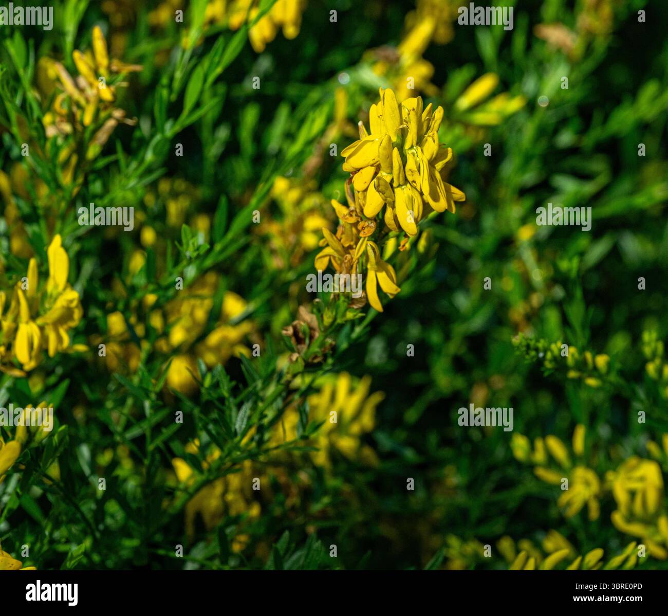 Blossom of the medicinal plant Ginster broom genista tinctoria Stock ...