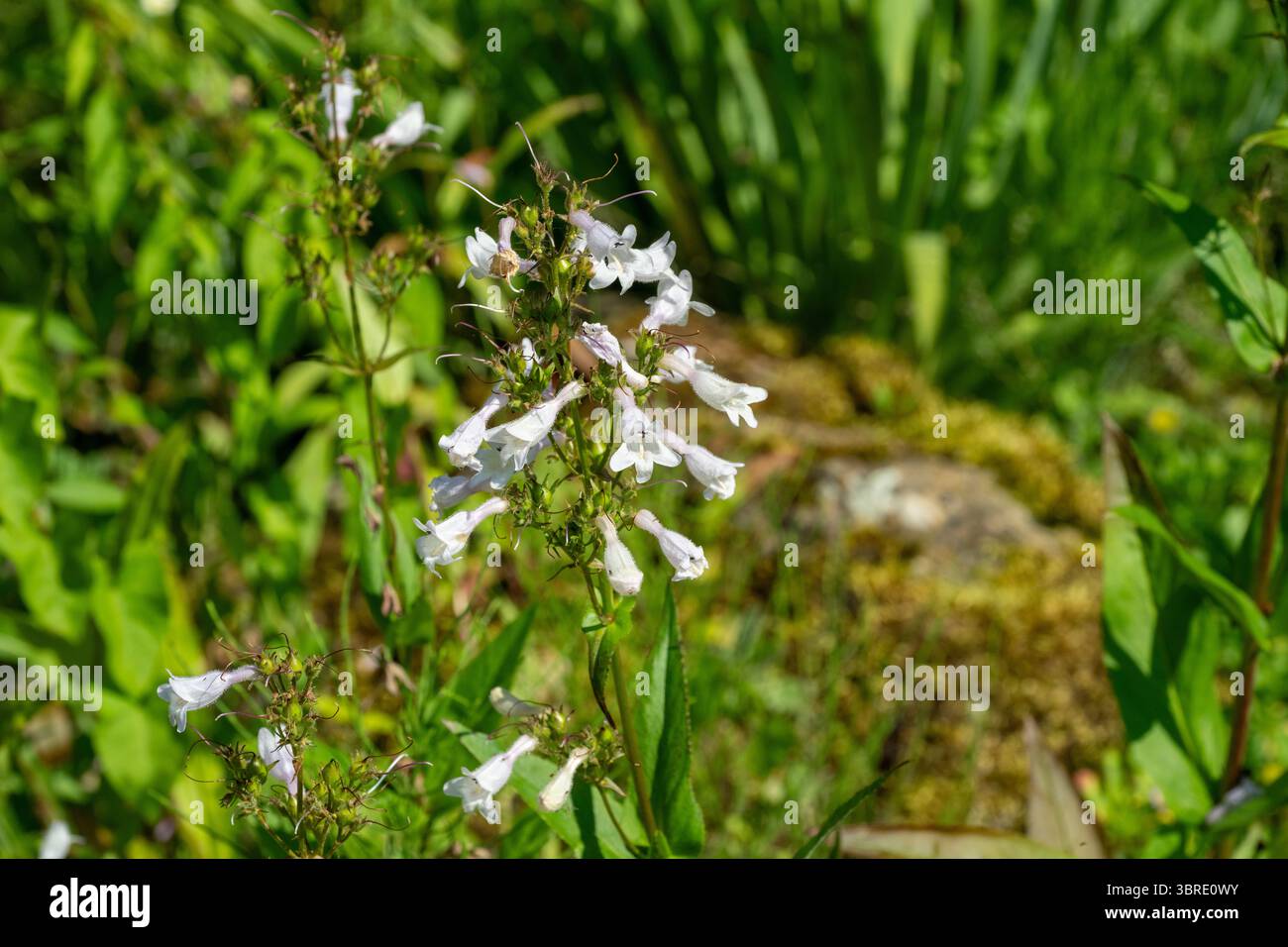 Foxglove Beardtongue Penstemon digitalis 'Pocahontas' Penstemon flower ...