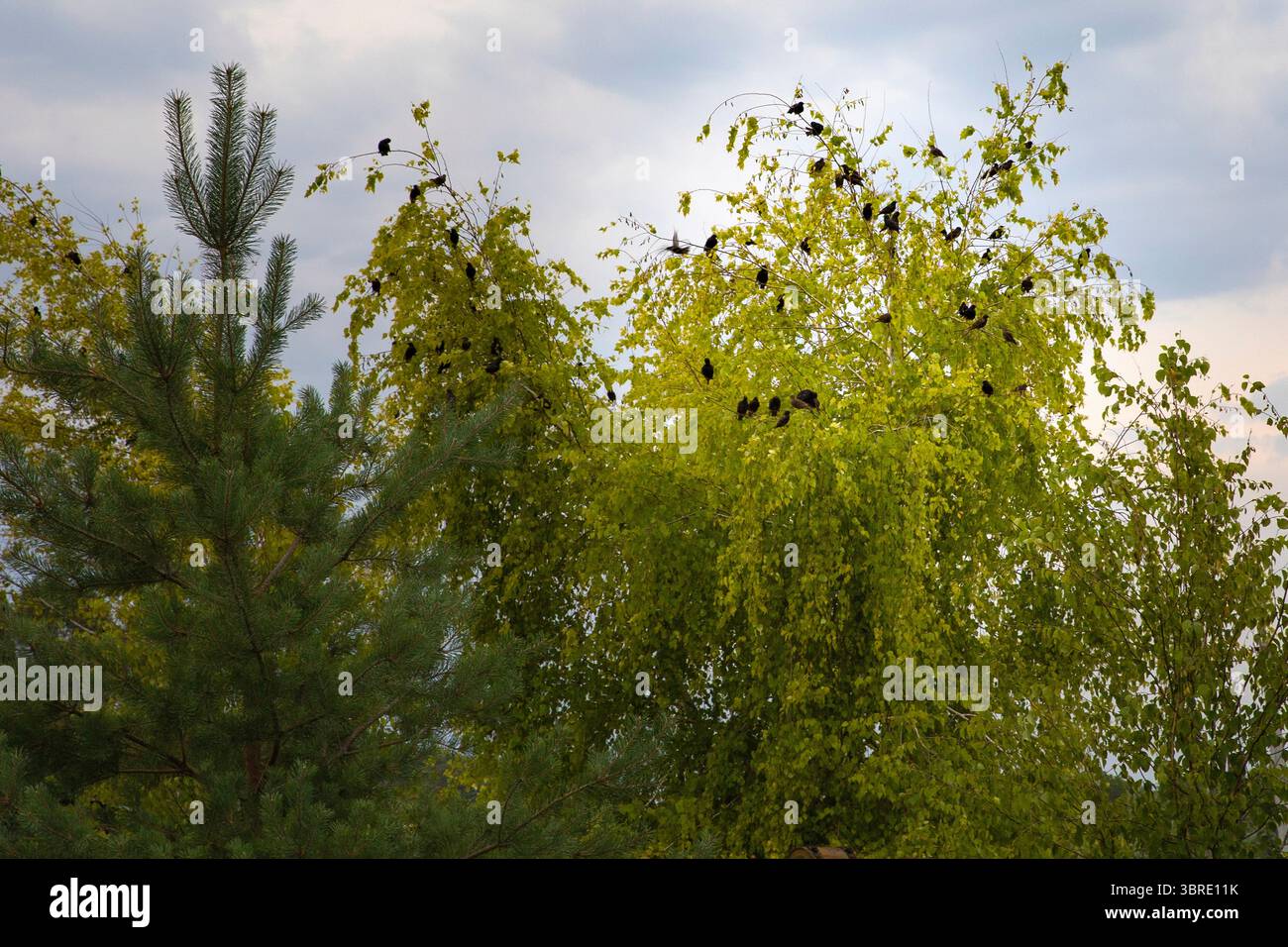 Silhouettes of birds in flight above leafy treetops with a cloudy ...