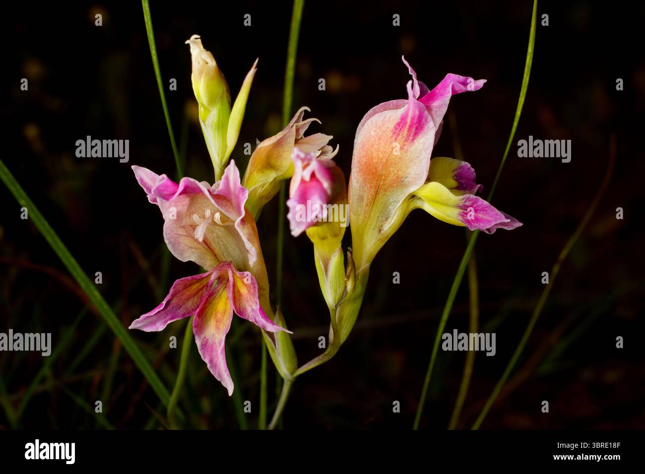 Beautiful sword lily (Gladiolus venustus), in natural habitat near ...