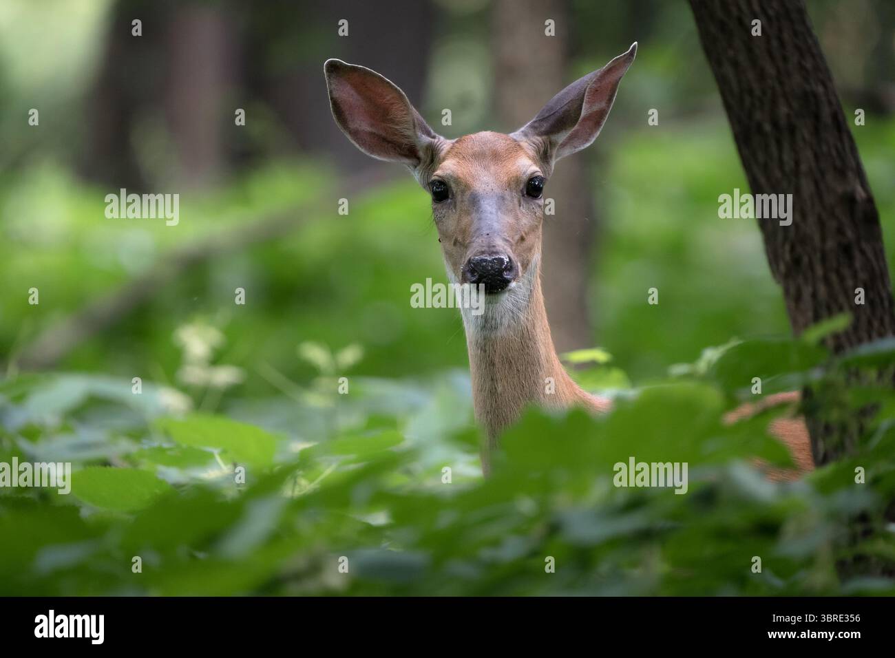 Mule deer grazing looks up hi-res stock photography and images - Alamy