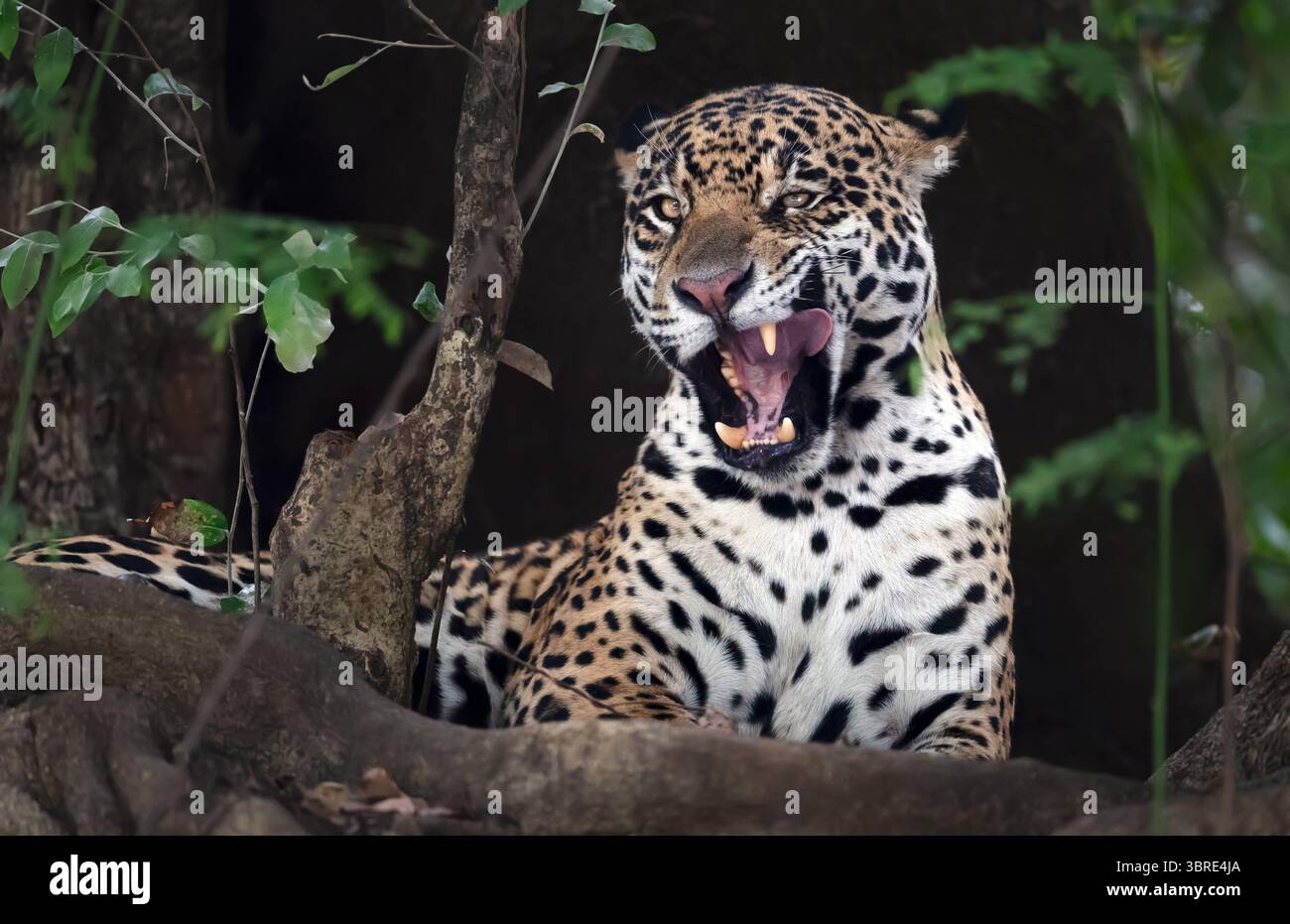 A striking close-up of a jaguar (Panthera onca) yawning, Pantanal ...